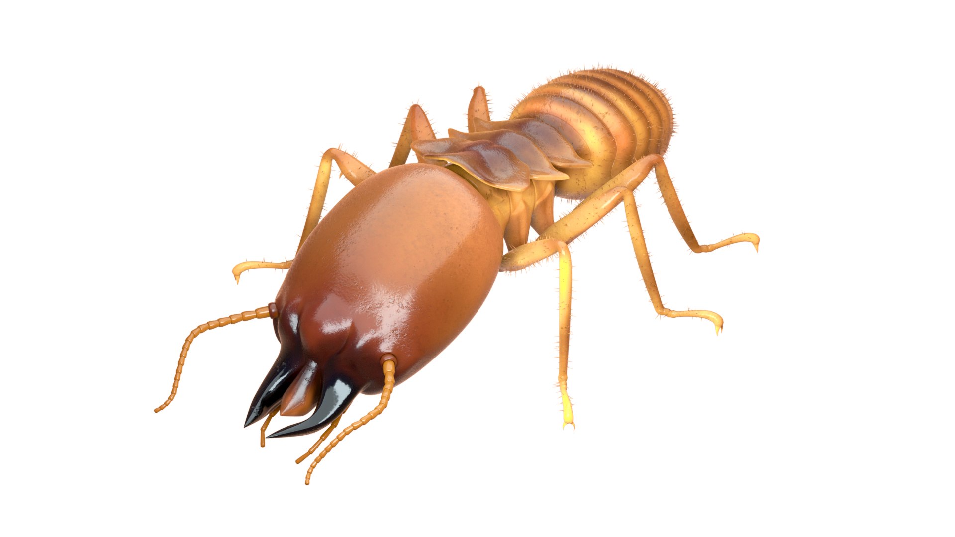 Termite Soldier 3D Model - TurboSquid 1588882