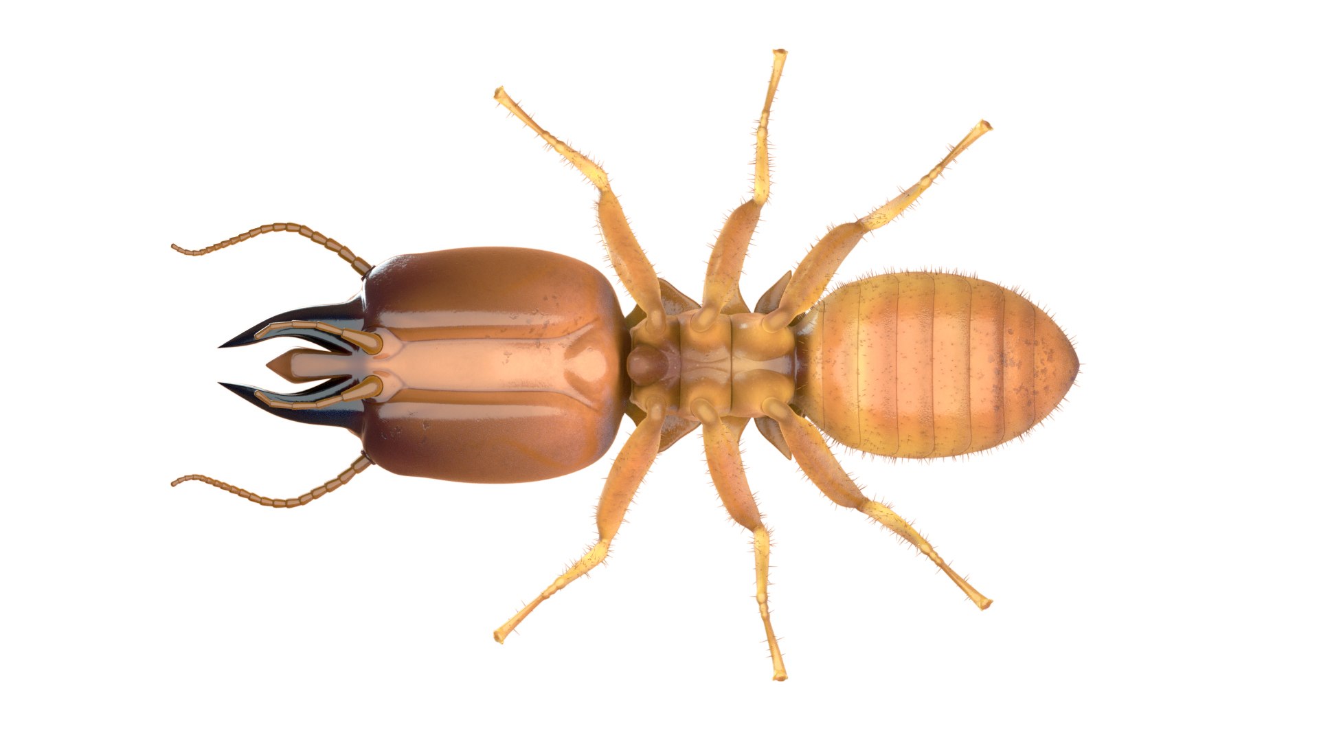 Termite Soldier 3D Model - TurboSquid 1588882