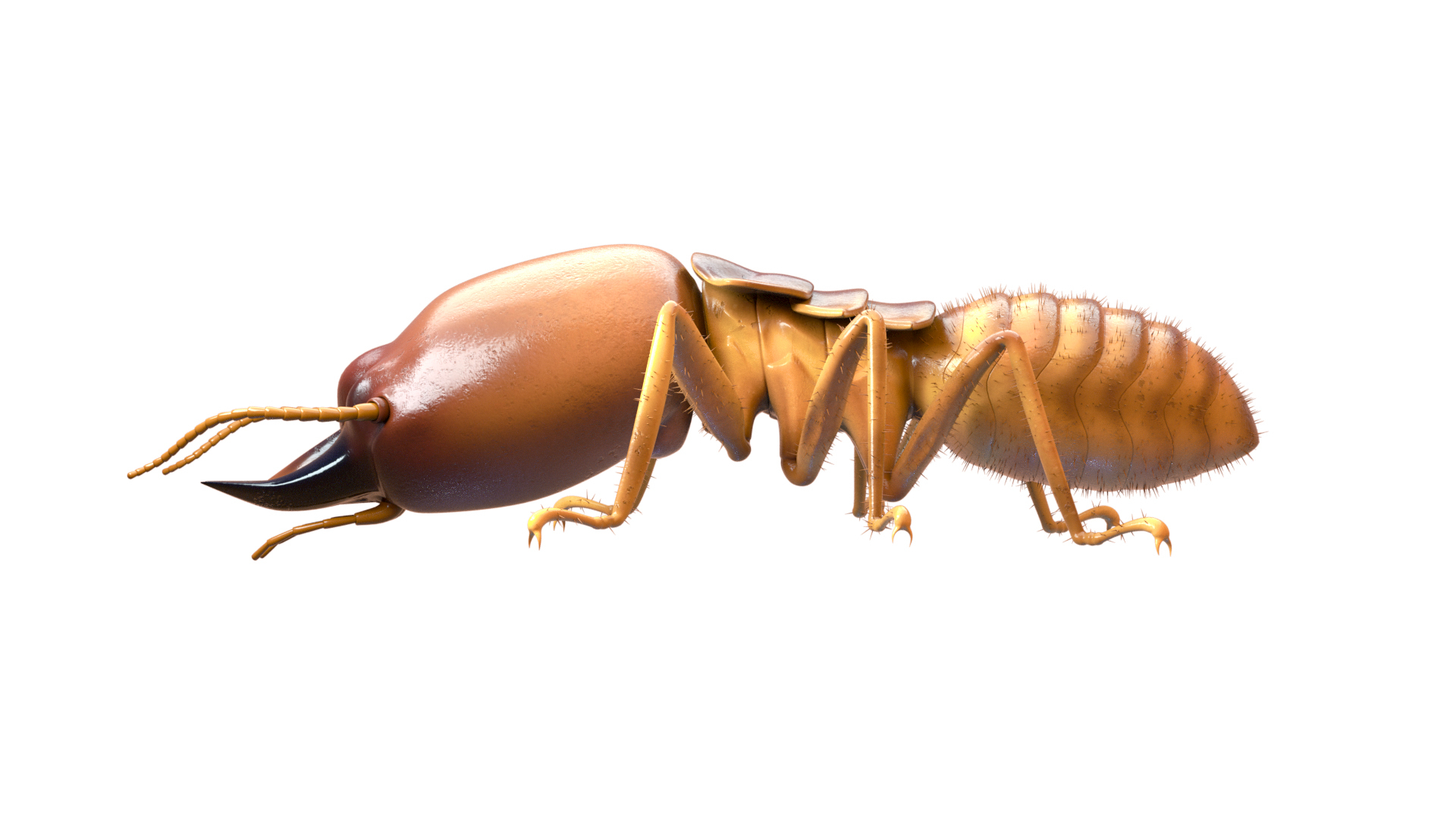 Termite soldier 3D model - TurboSquid 1588882