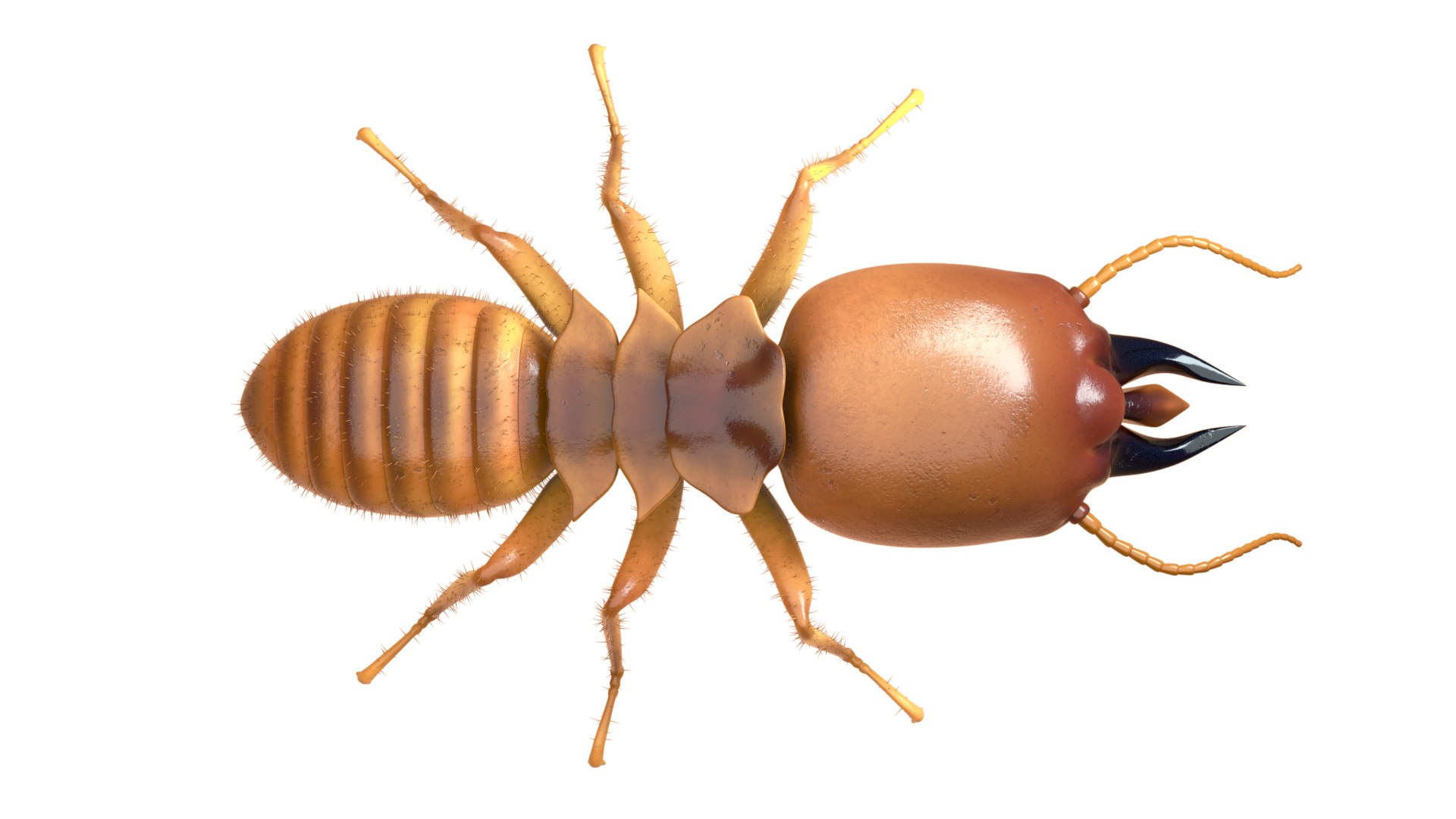 Termite Soldier 3D Model - TurboSquid 1588882