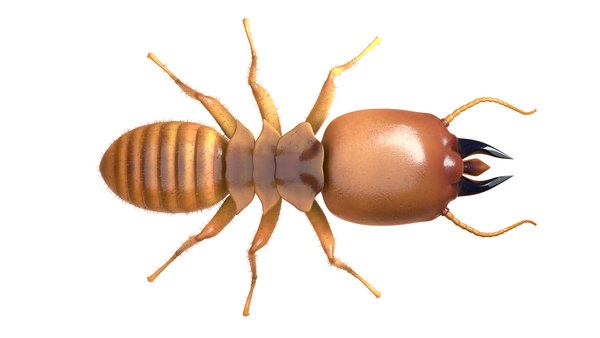 Termite soldier 3D model - TurboSquid 1588882