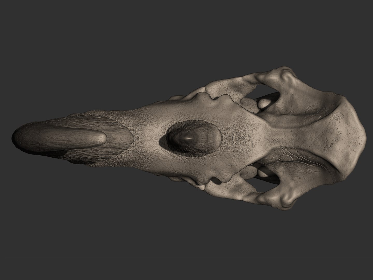 3D Model Woolly Rhinoceros 3D Print Model - TurboSquid 2397808