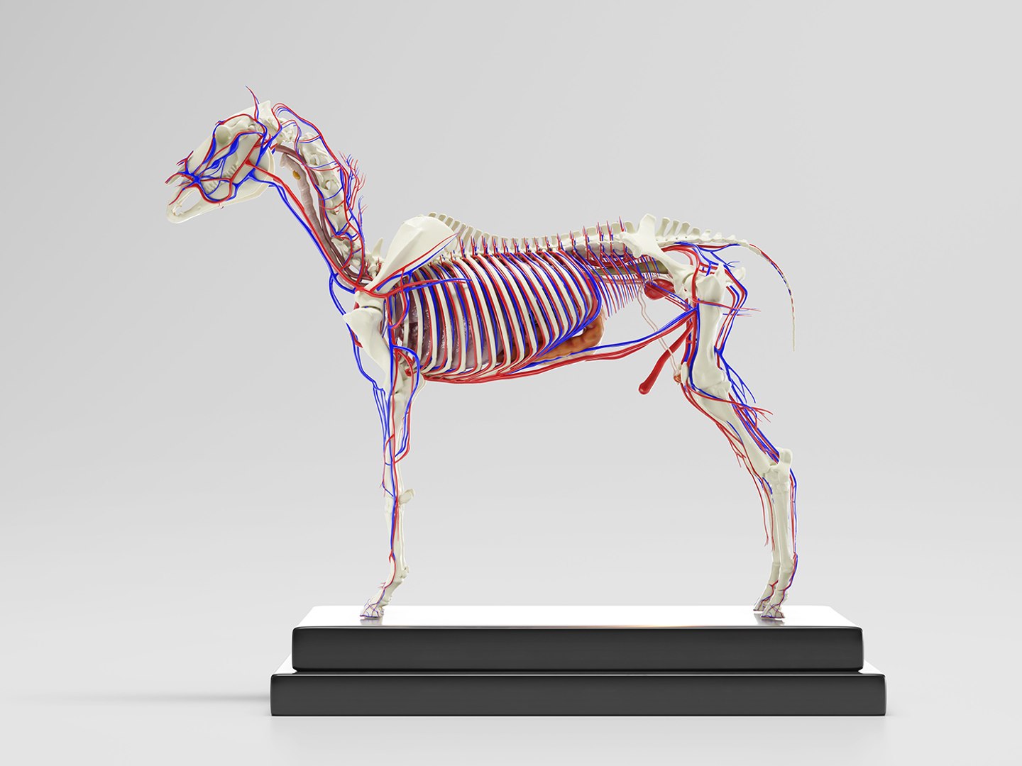 3D Stallion Anatomy 4k Internal Organs Model - TurboSquid 1600240