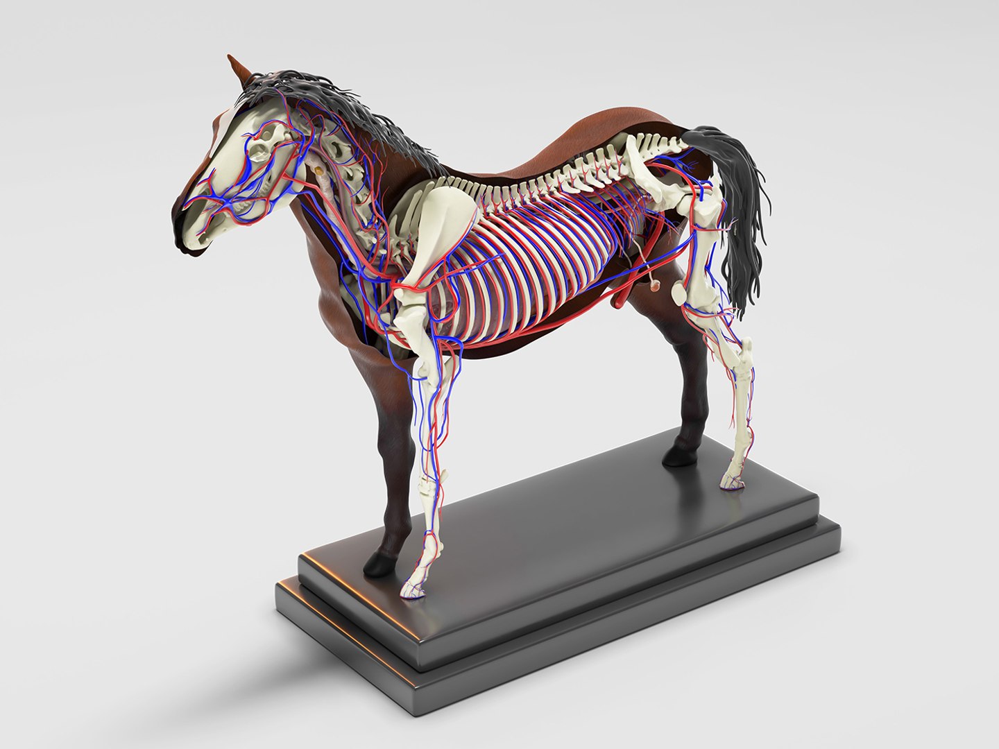 3D Stallion Anatomy 4k Internal Organs Model - TurboSquid 1600240