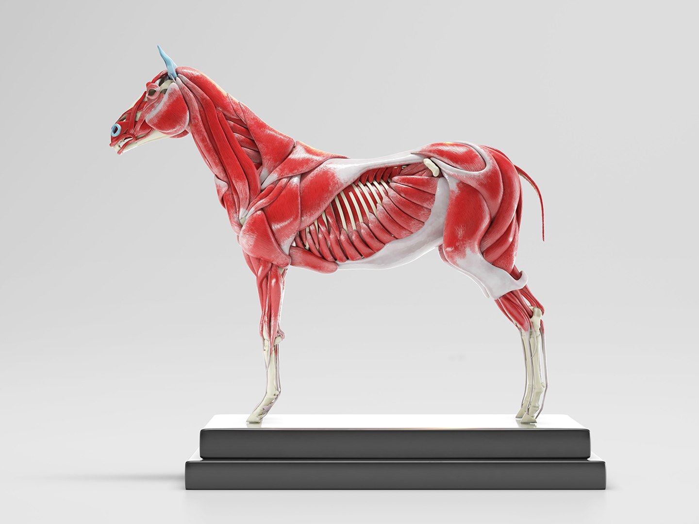 3D Stallion Anatomy 4k Internal Organs Model - TurboSquid 1600240