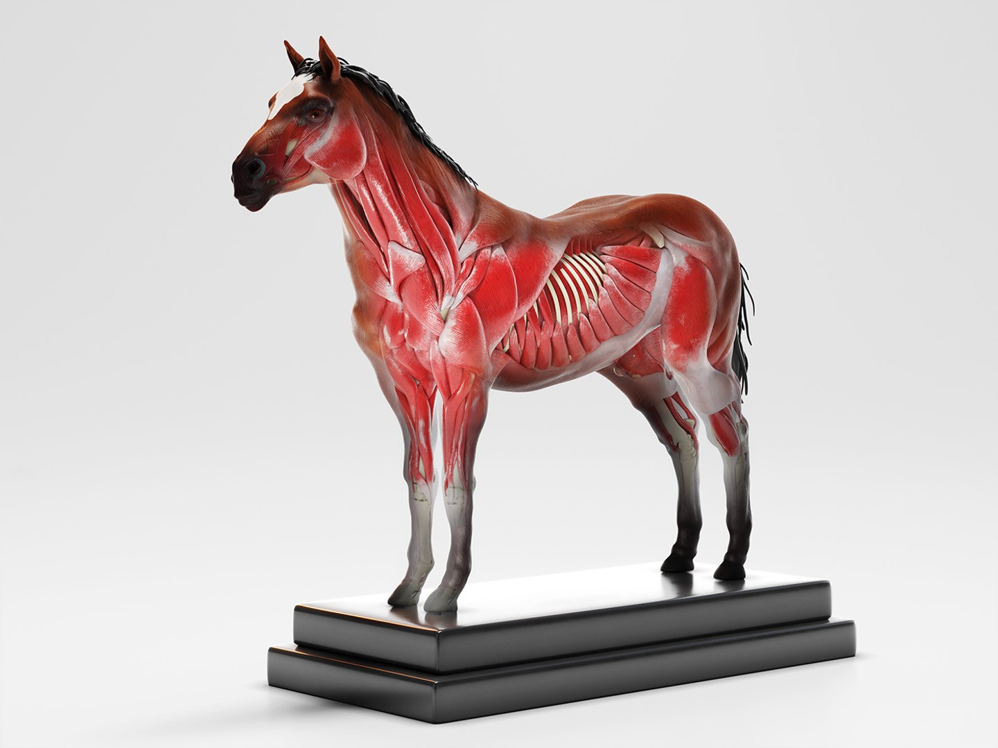3D Stallion Anatomy 4k Internal Organs Model - TurboSquid 1600240