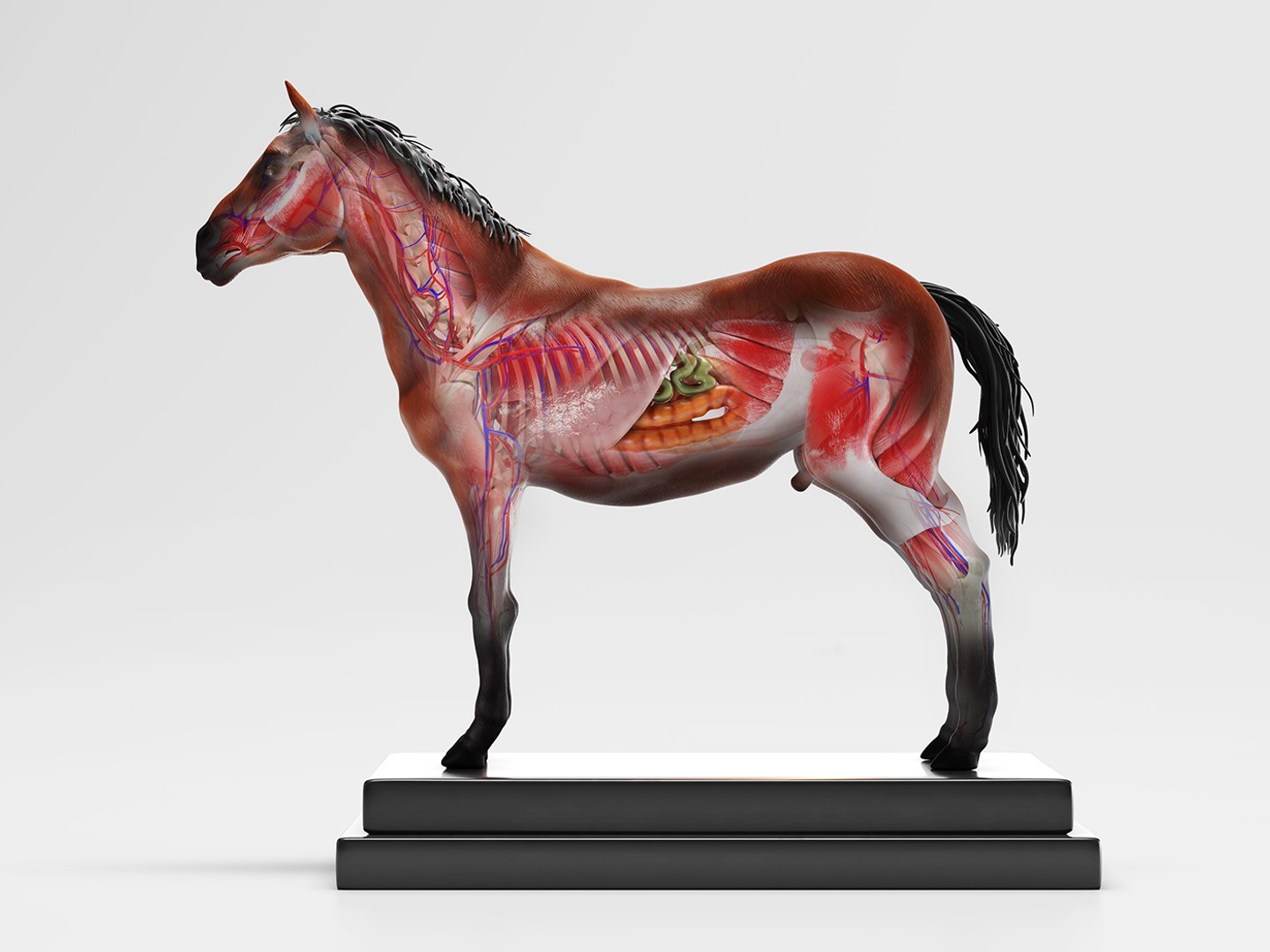 3D Stallion Anatomy 4k Internal Organs Model - TurboSquid 1600240