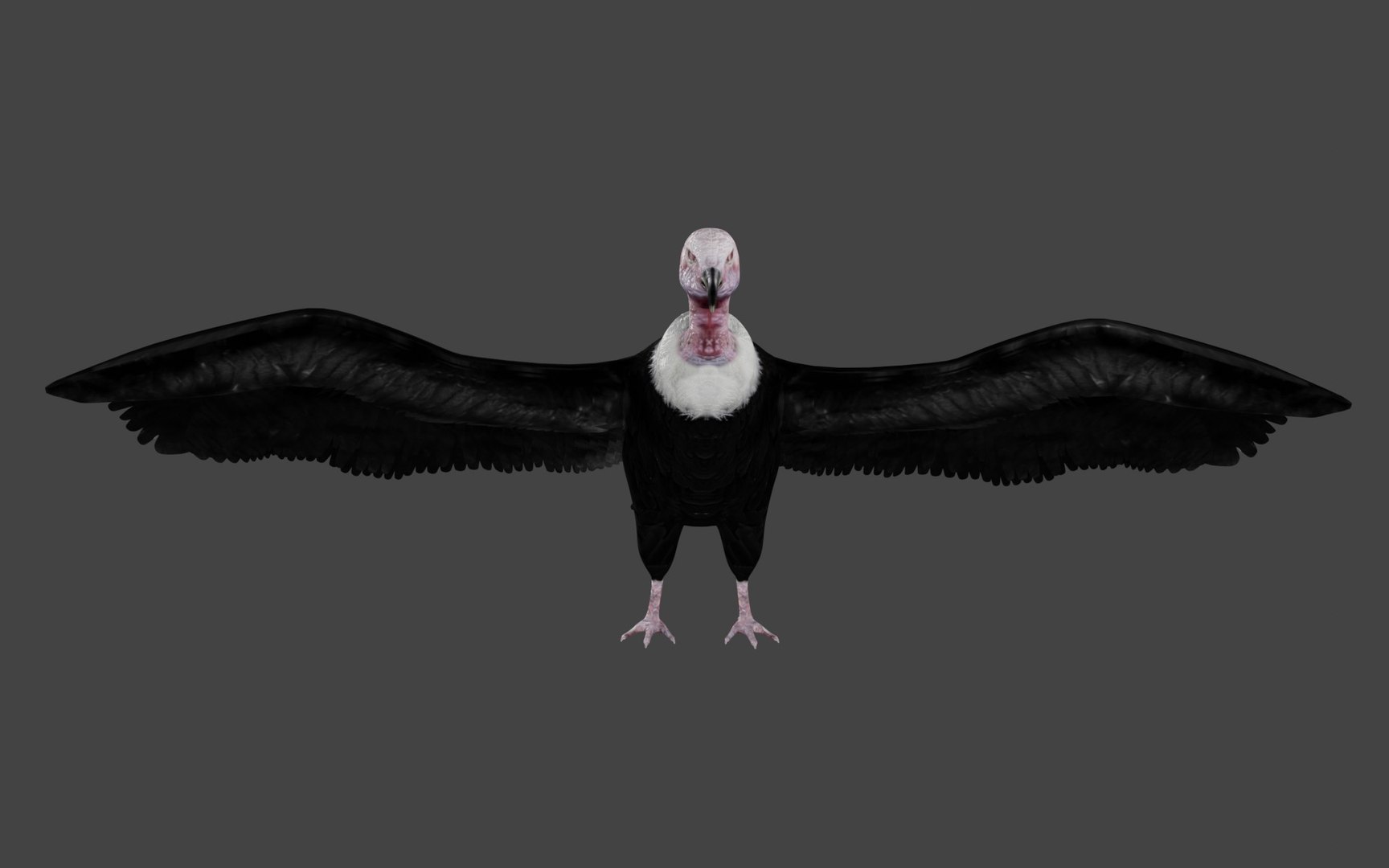 3D Vulture Rigged Model - TurboSquid 1668532