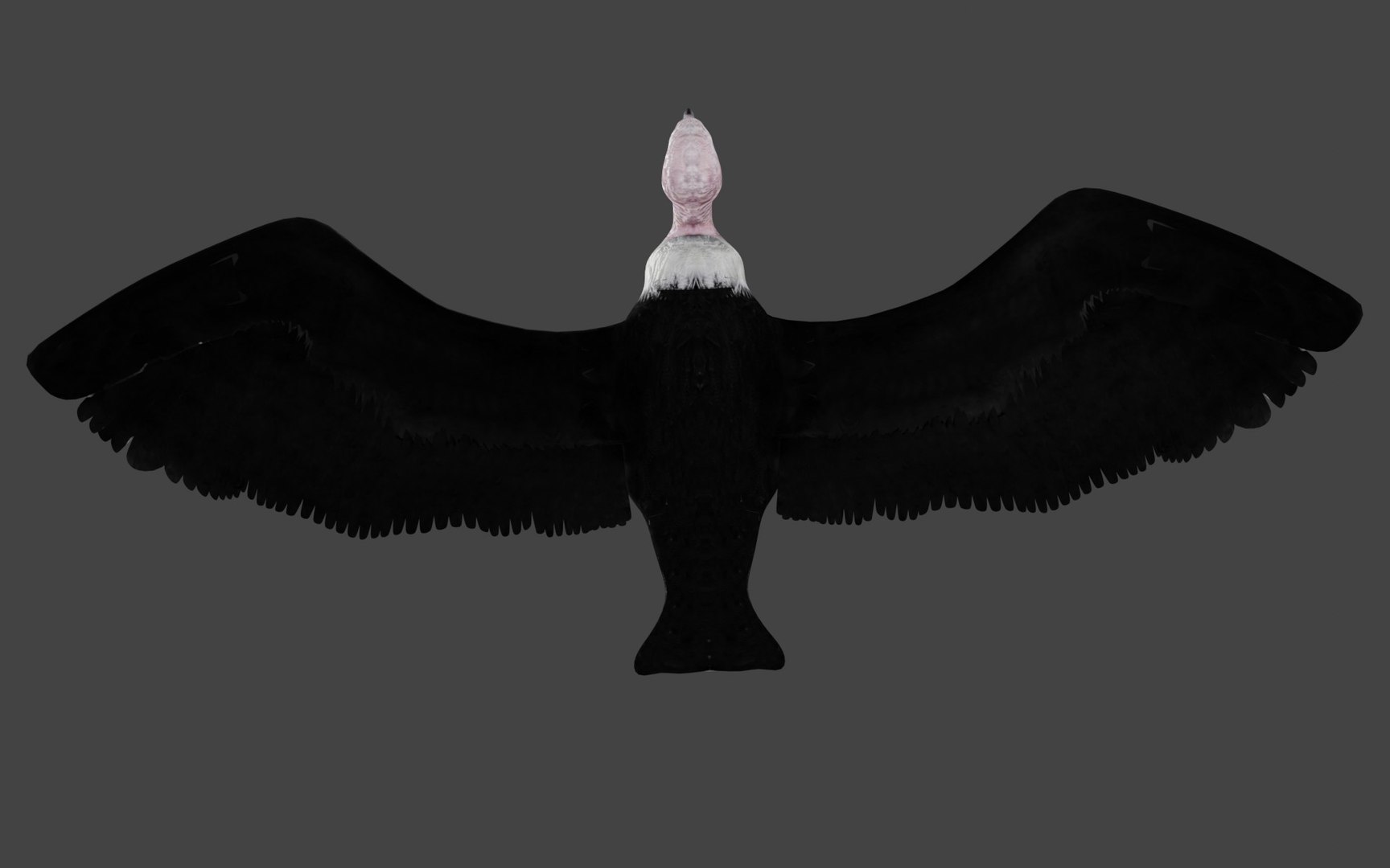 3D Vulture Rigged Model - TurboSquid 1668532