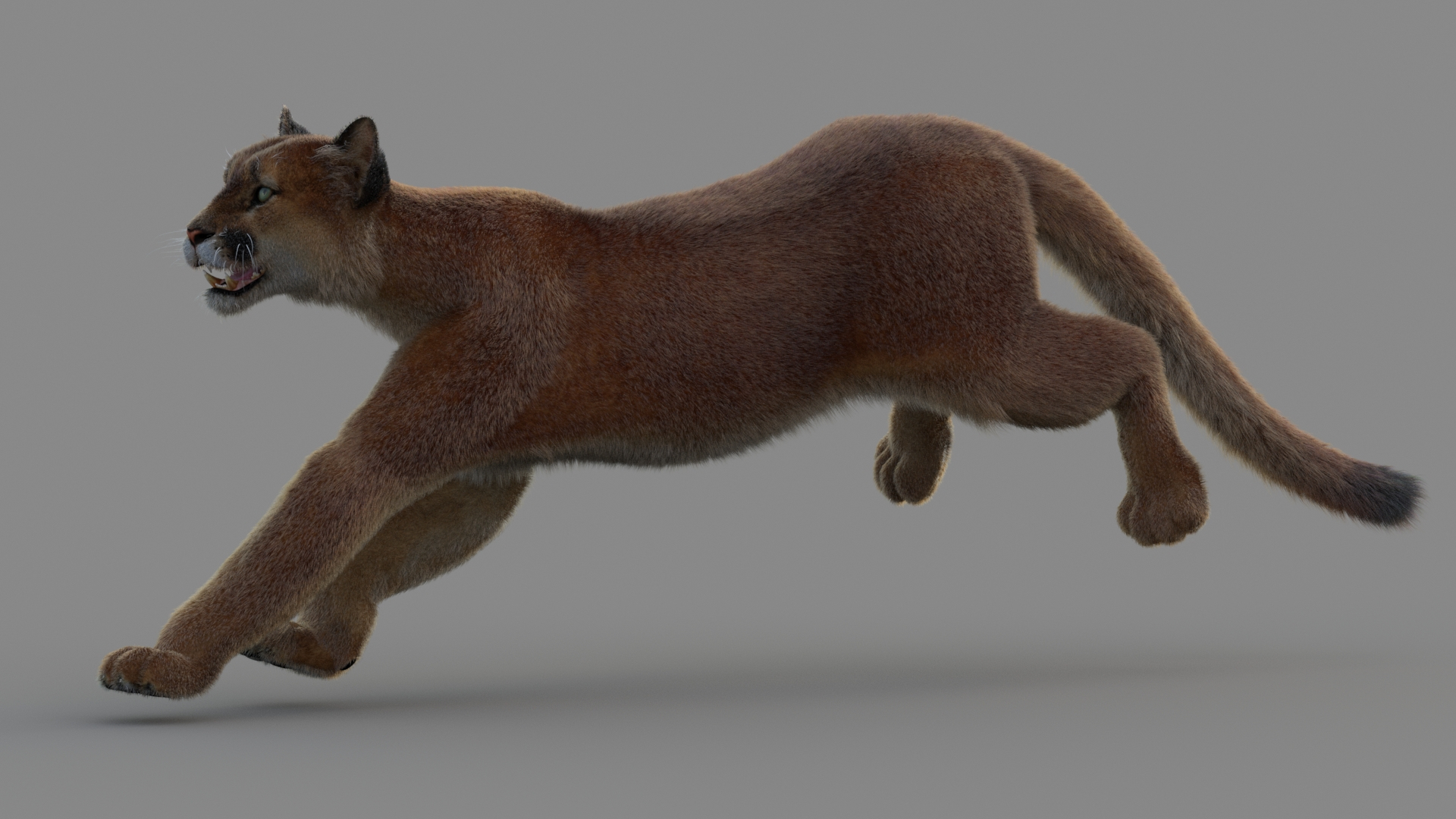 puma fur animation cat 3d model
