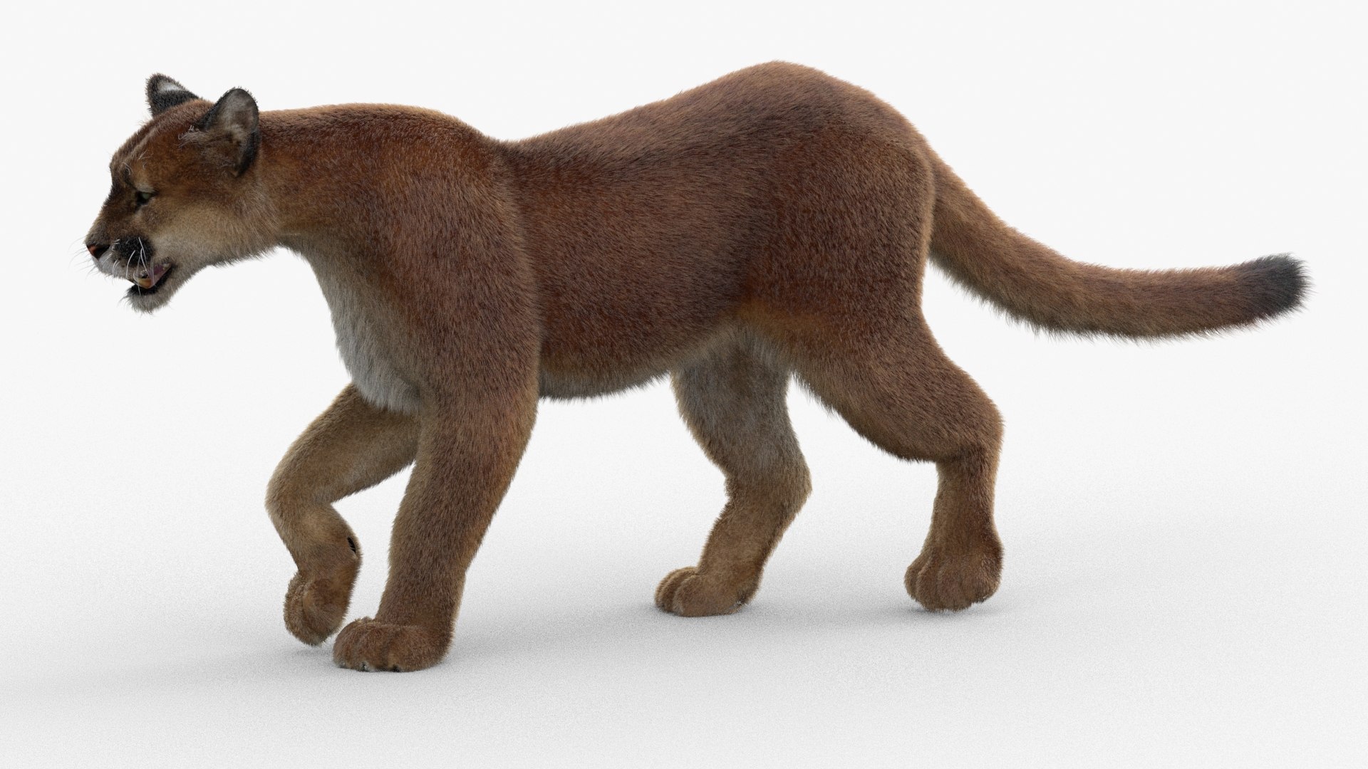 puma fur animation cat 3d model
