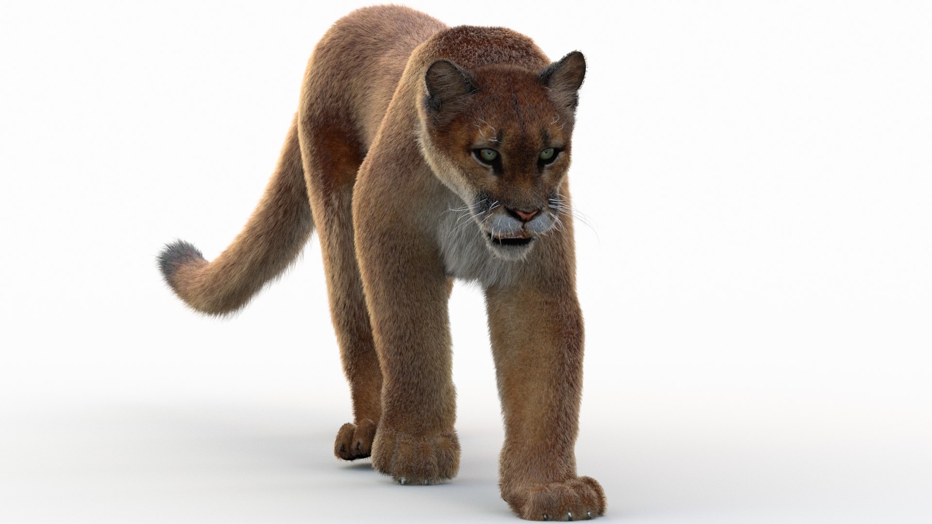 puma fur animation cat 3d model
