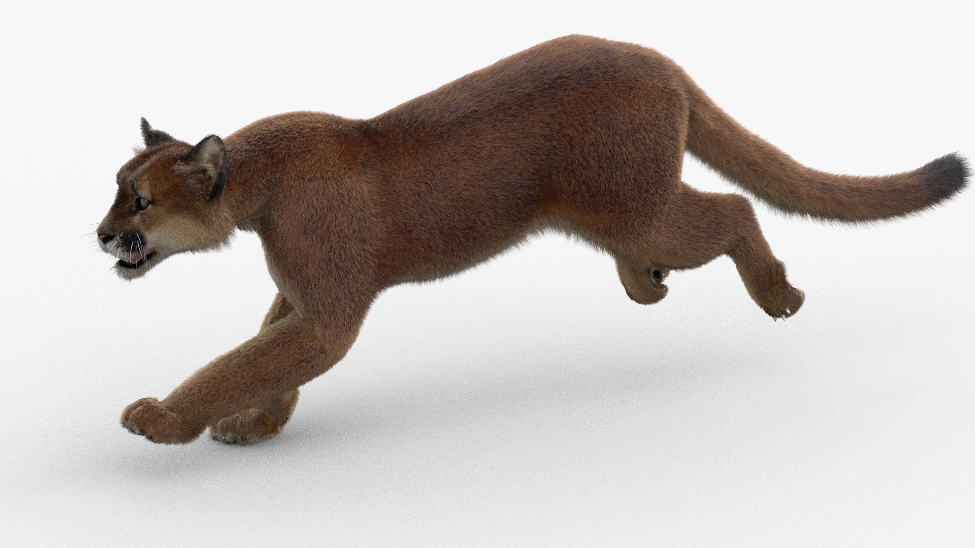 puma fur animation cat 3d model