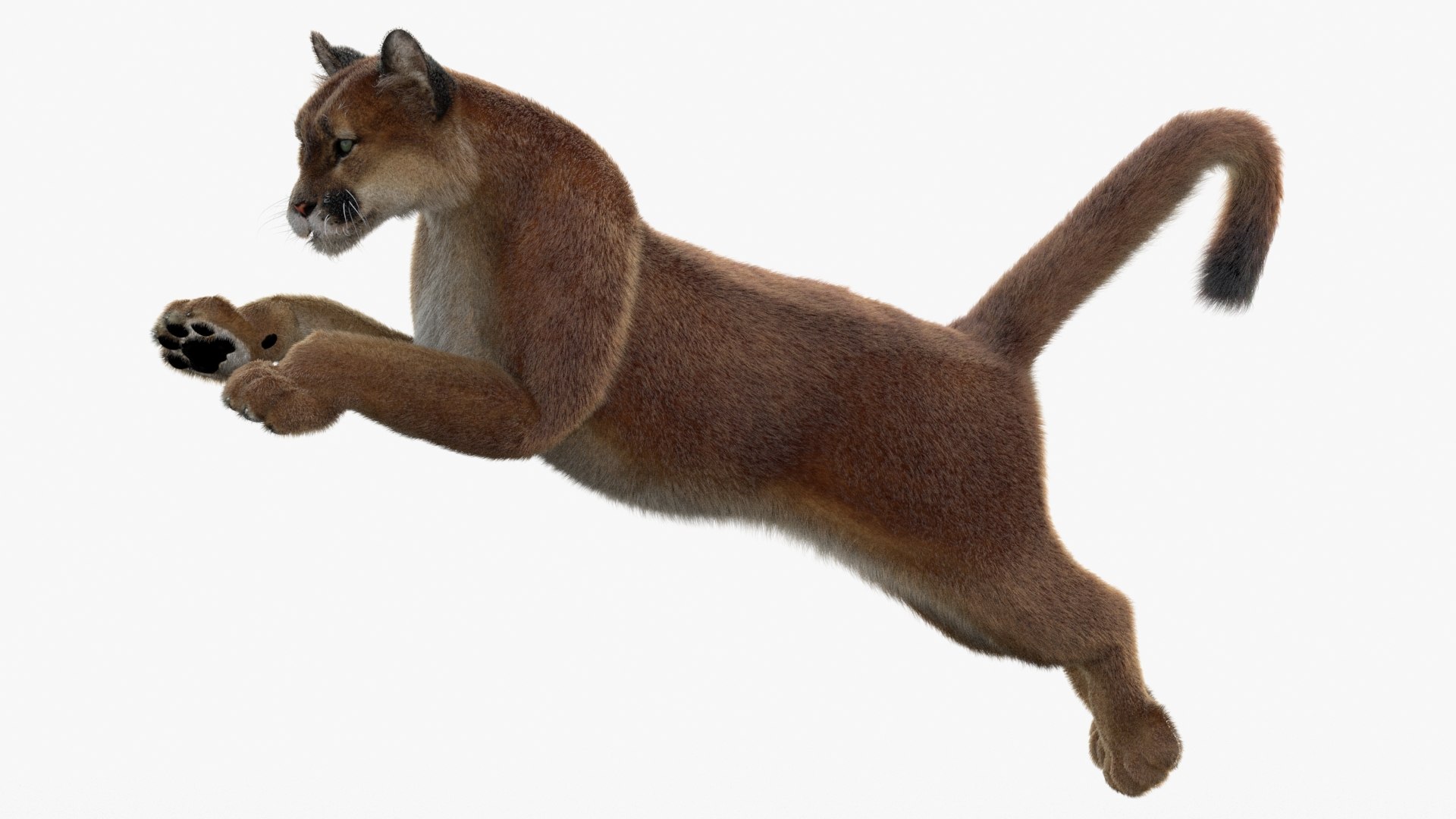 puma fur animation cat 3d model