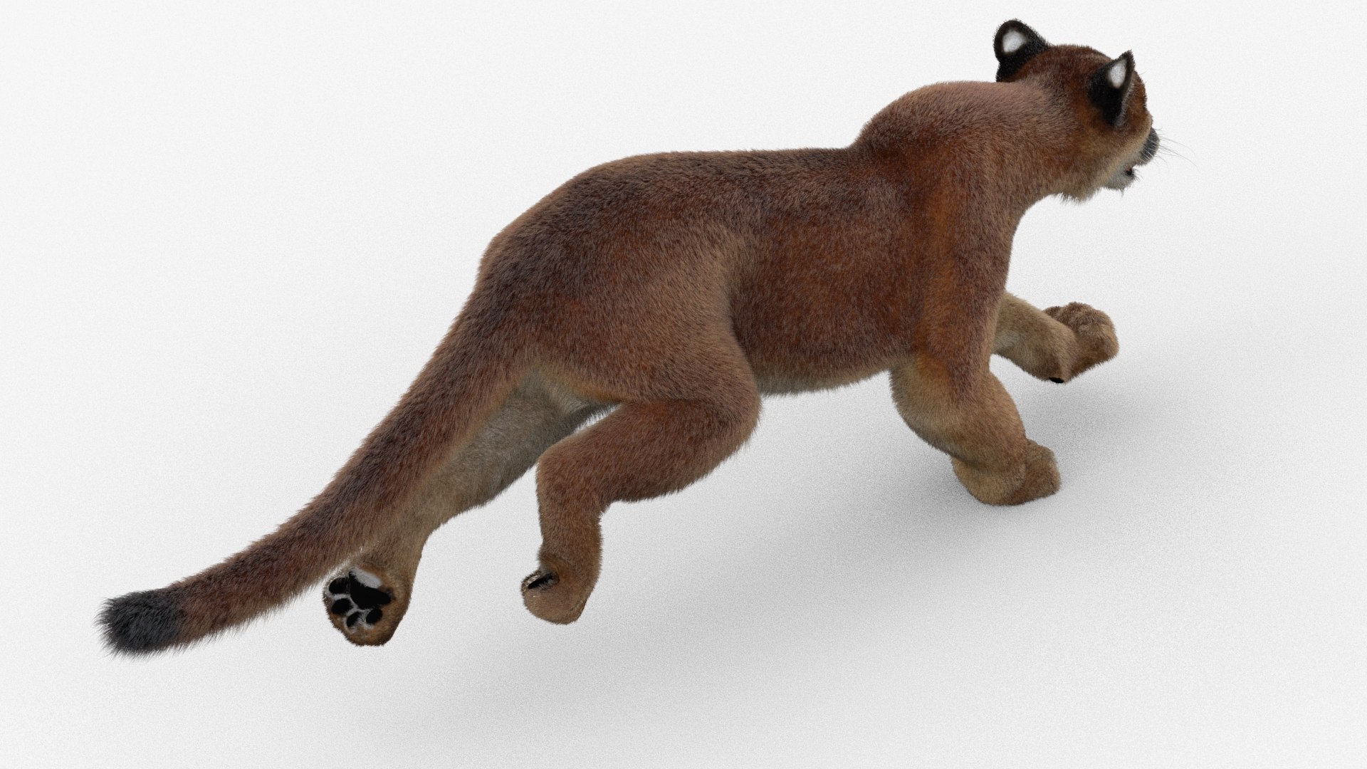 puma fur animation cat 3d model