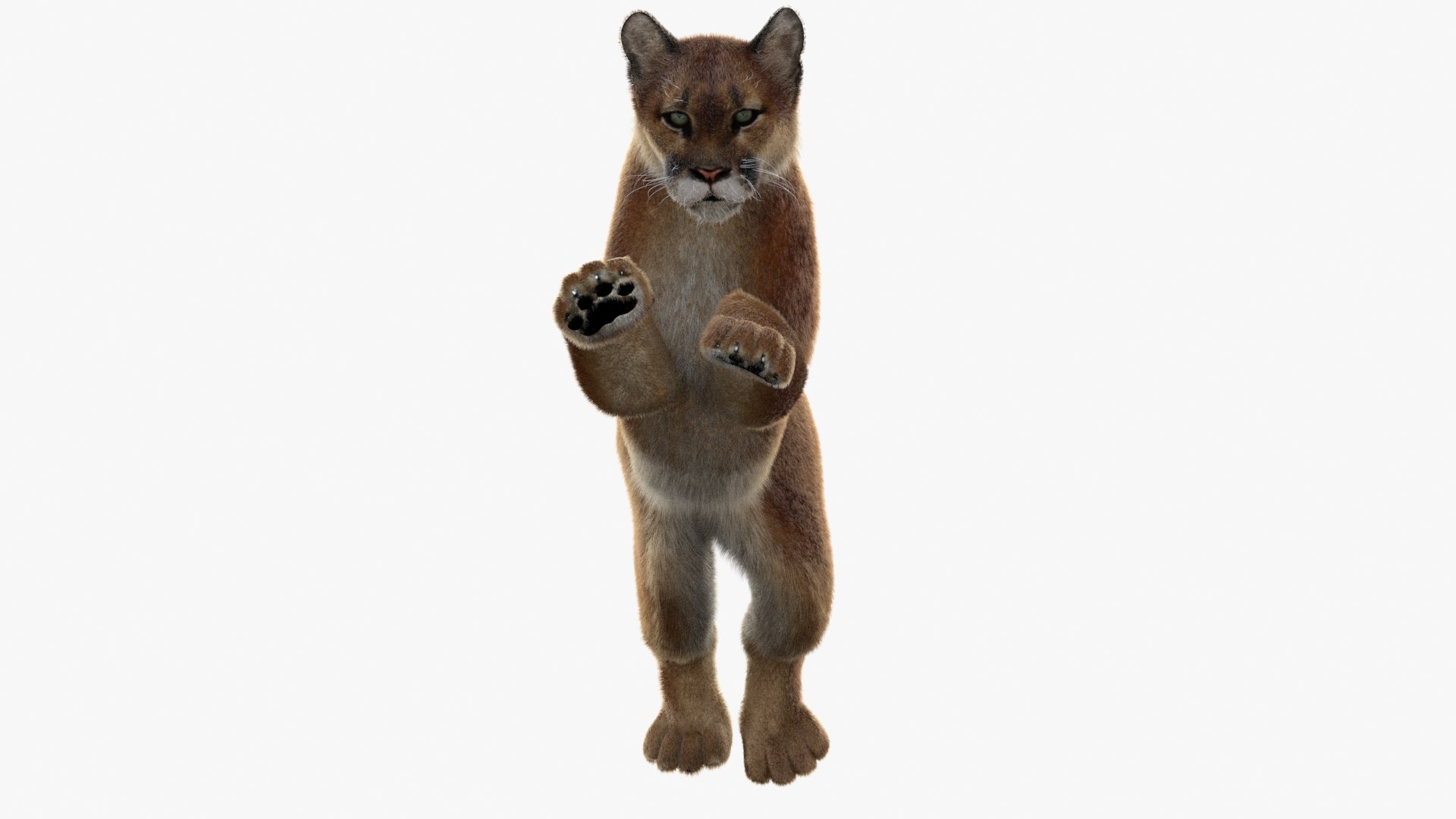 puma fur animation cat 3d model