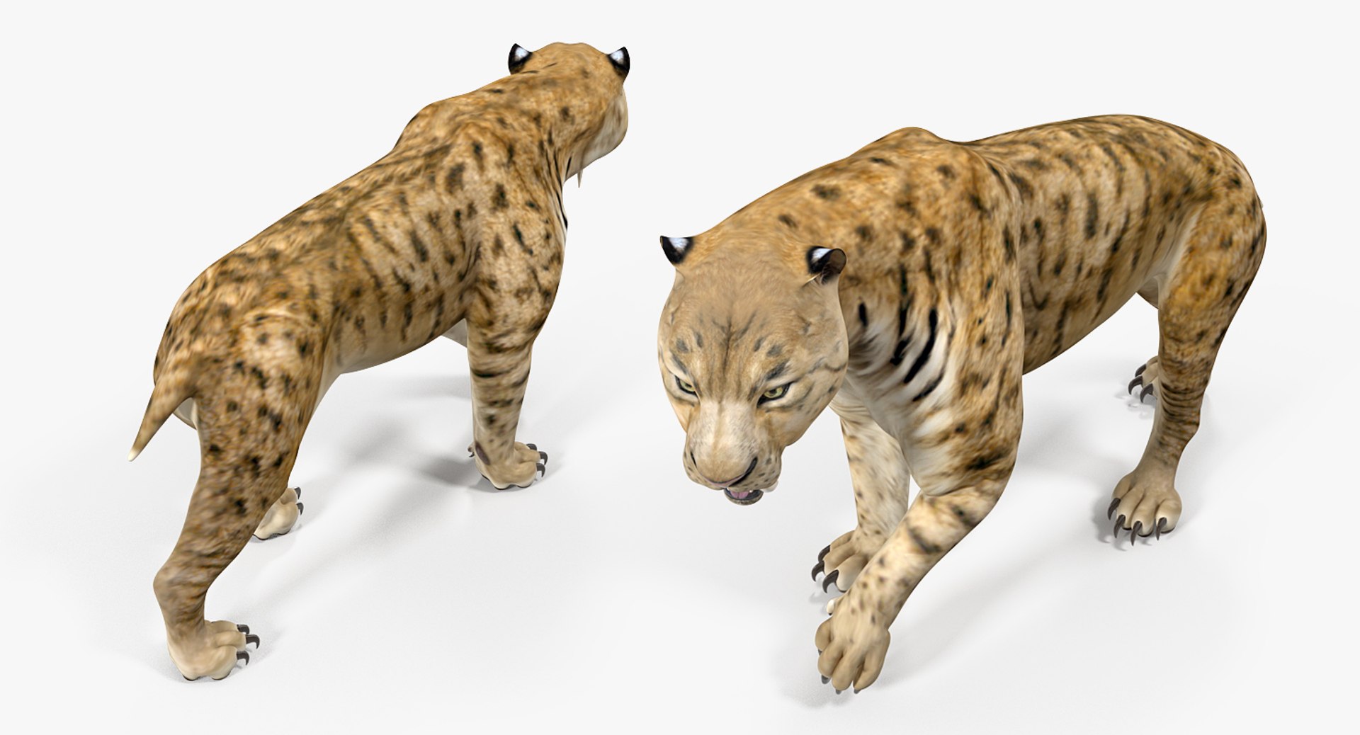 3D Saber Tooth Tiger Walking Model - TurboSquid 1329677