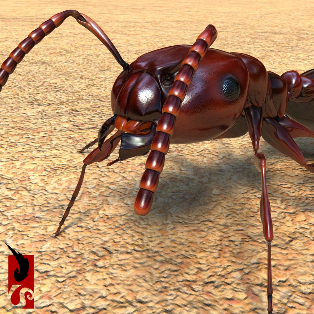 3d Model Red Ant - Solenopsis