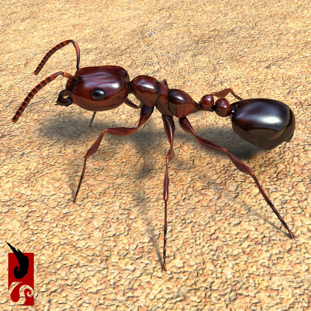 3d model red ant - solenopsis