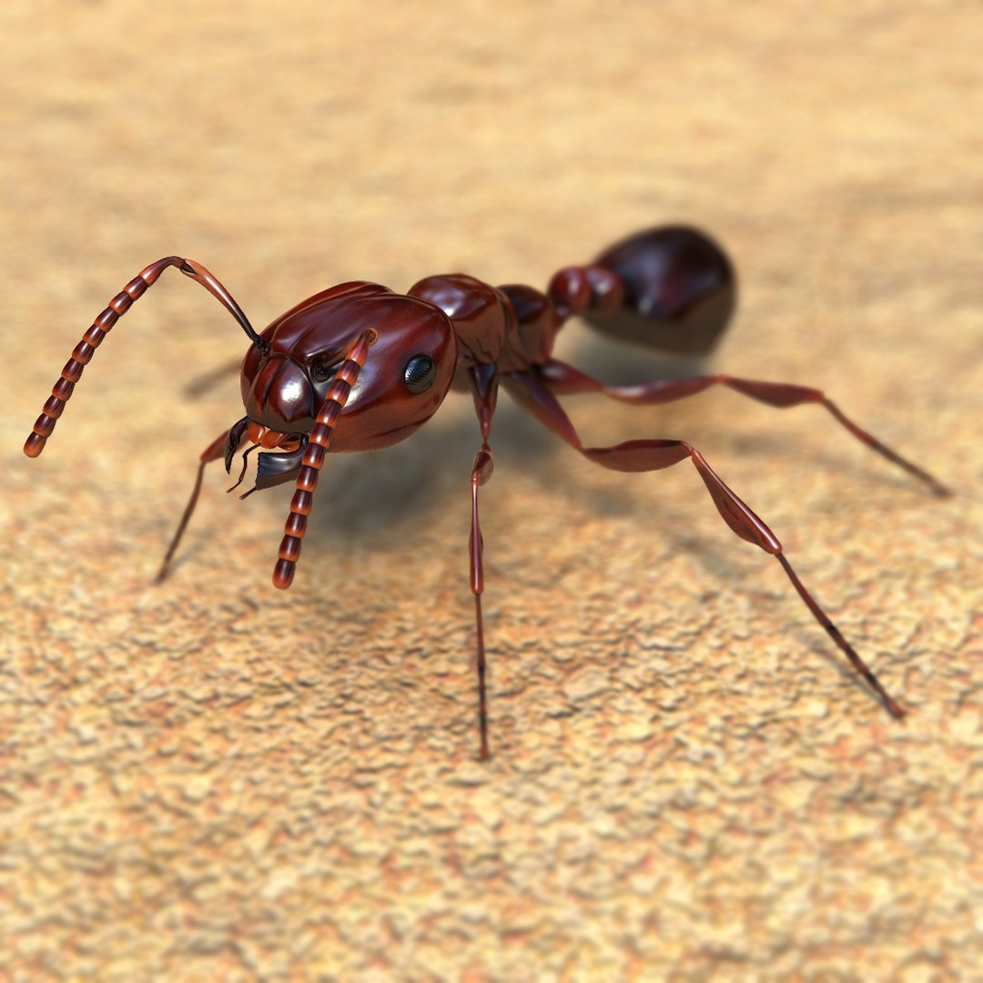 3d Model Red Ant - Solenopsis
