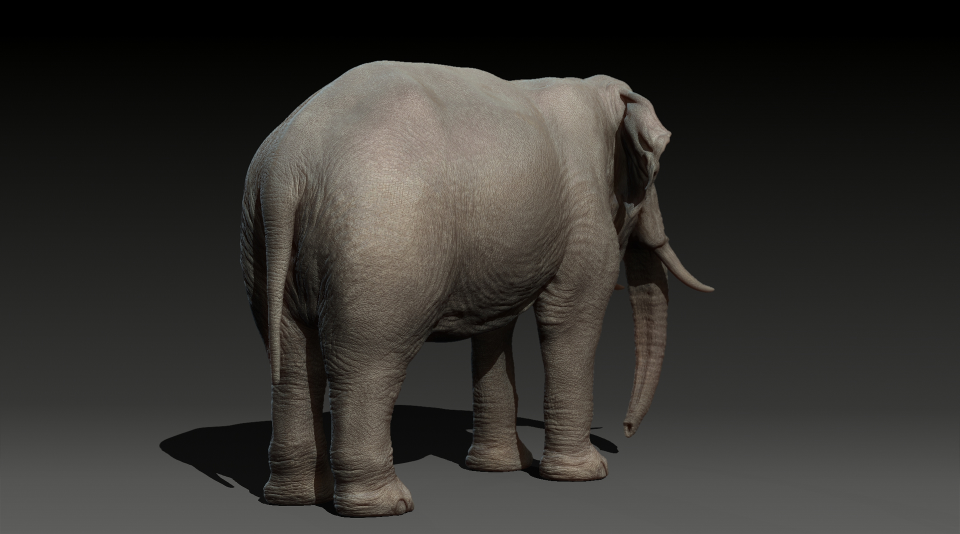 3D animal elephant model - TurboSquid 1685586