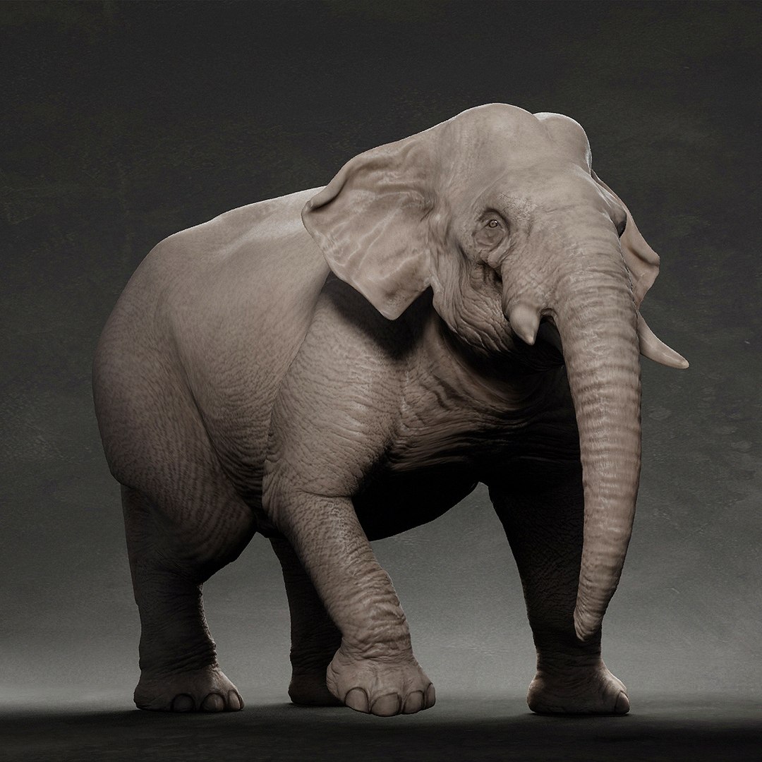 3D Animal Elephant Model - TurboSquid 1685586
