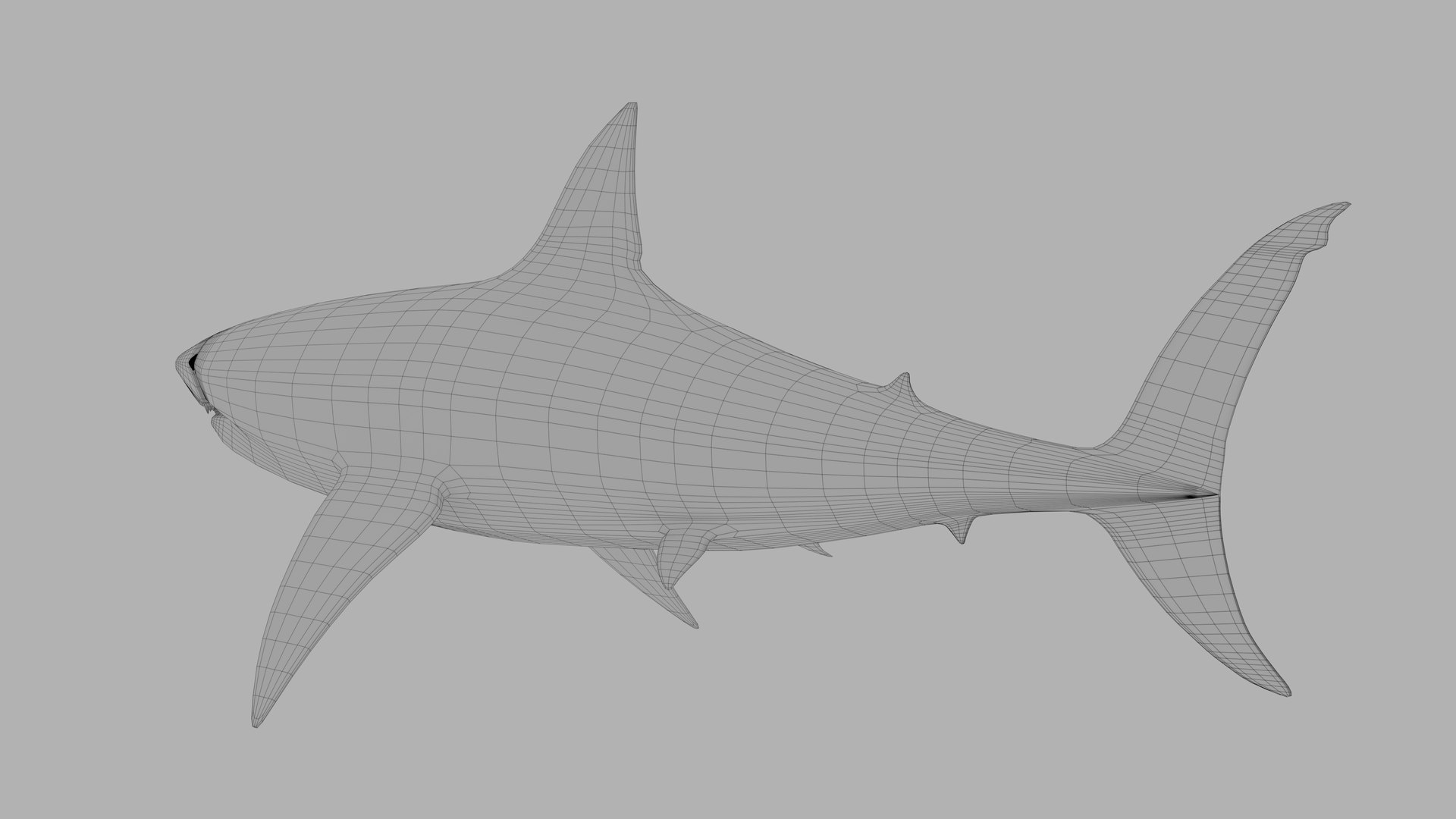 Shark model - TurboSquid 1248539