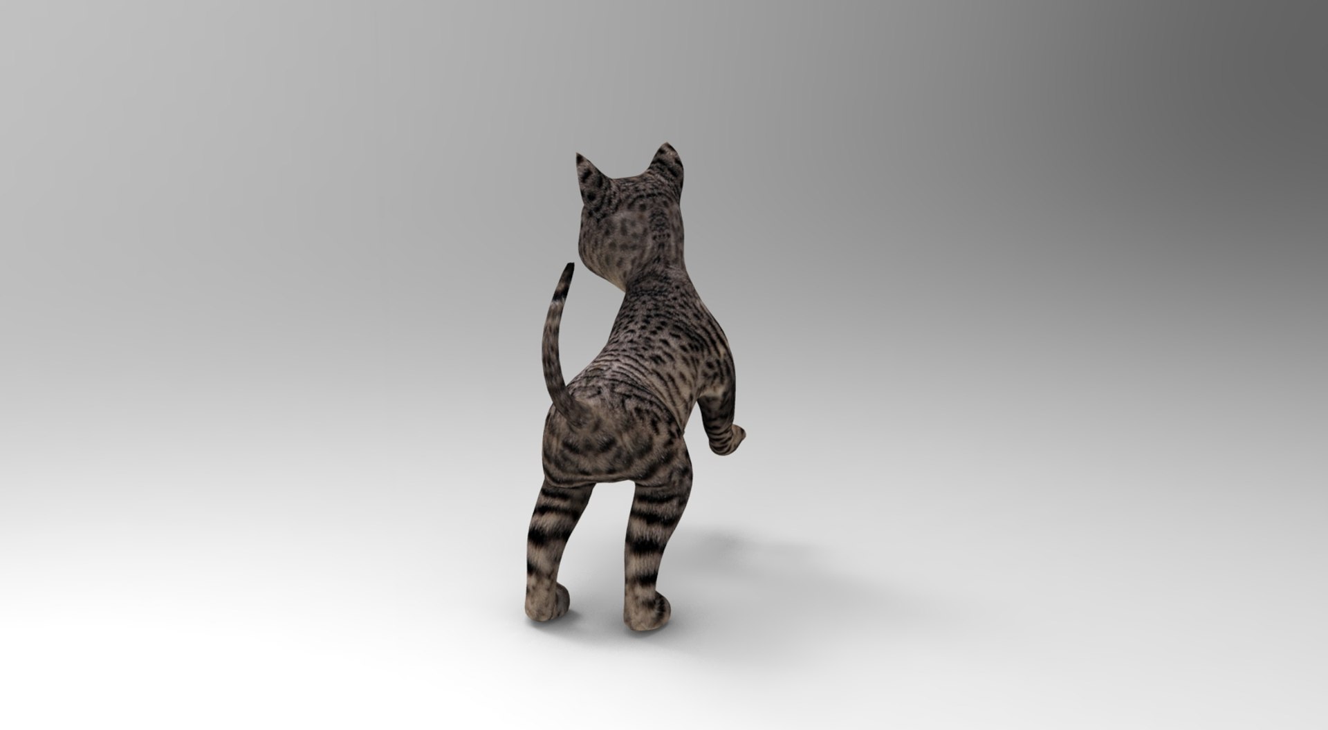 Cat Rigged Animation Model - TurboSquid 1204528