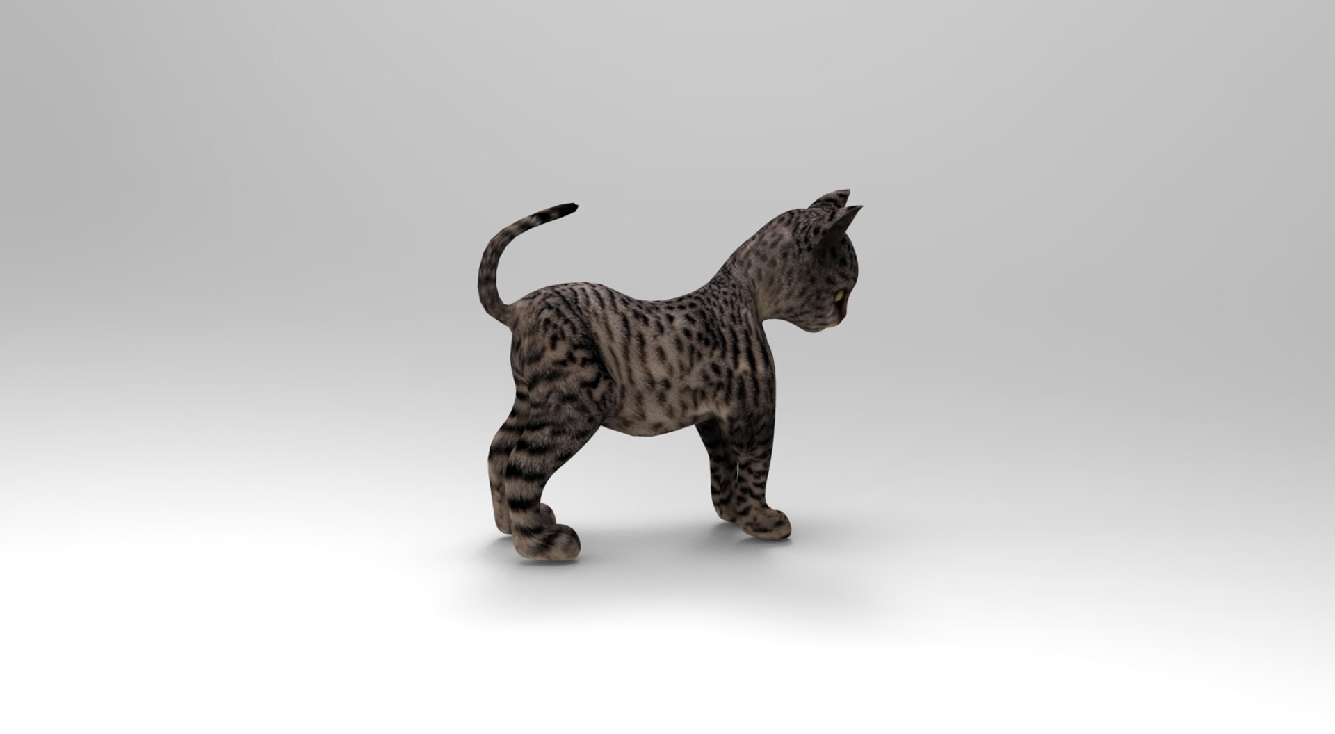 Cat Rigged Animation Model - TurboSquid 1204528