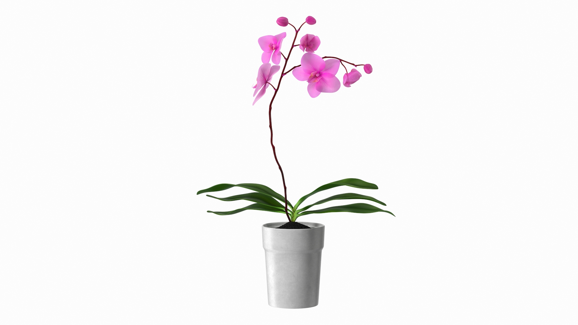 Pink Orchid And White Pot Model - TurboSquid 2083566