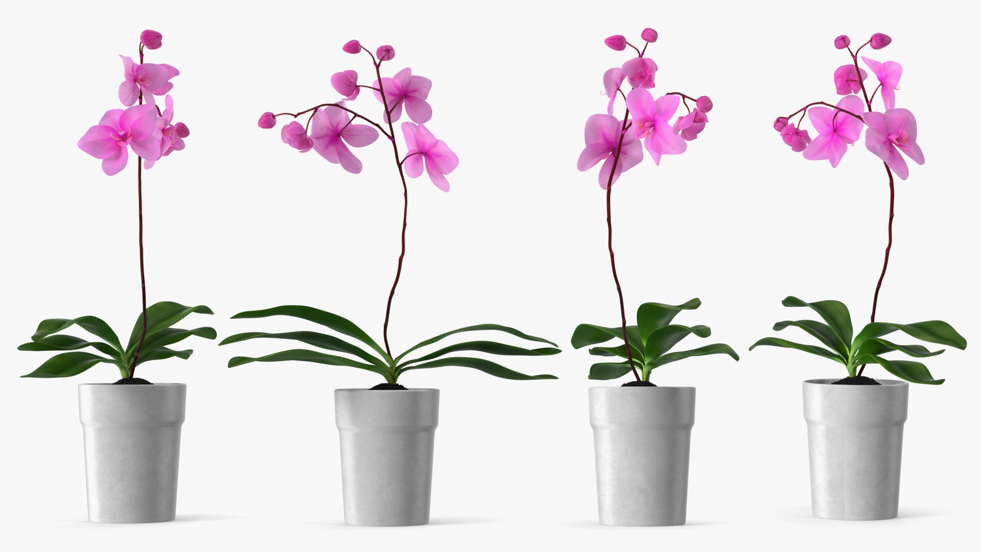 Pink Orchid And White Pot Model - TurboSquid 2083566