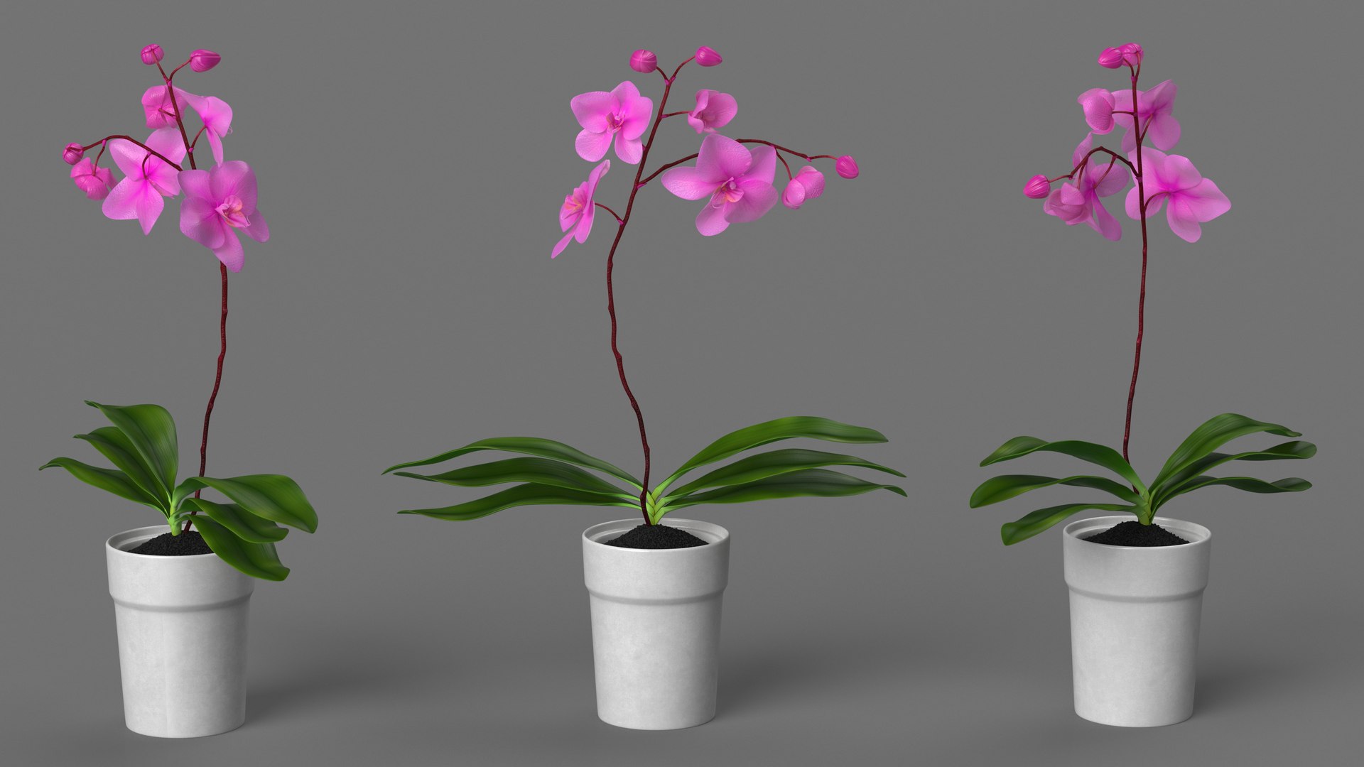 Pink Orchid And White Pot Model - TurboSquid 2083566