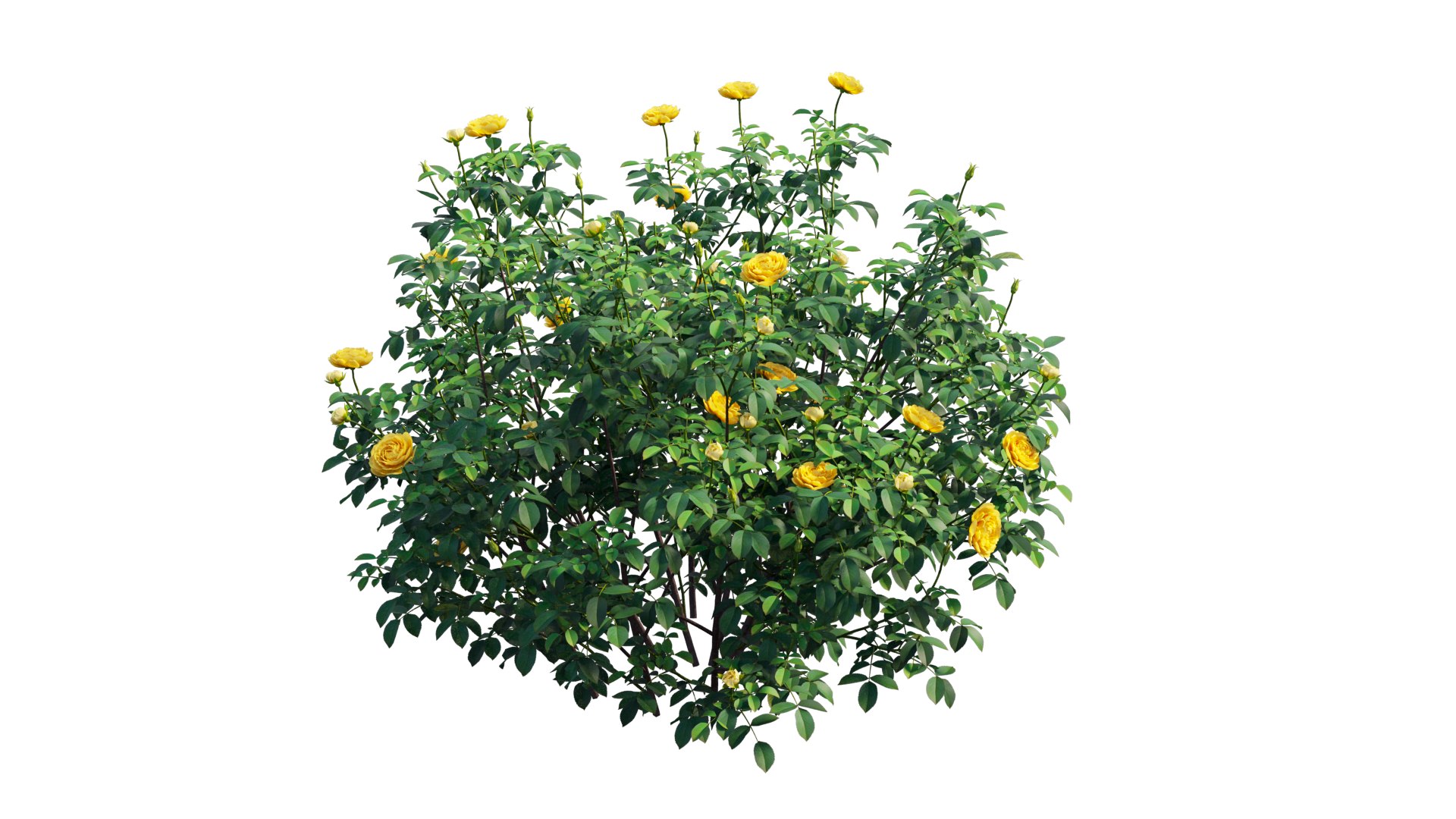 3D Rose Plant Set 52 - TurboSquid 1728178