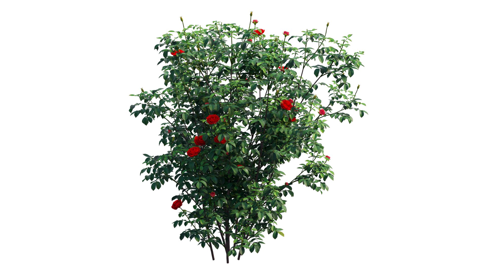 3D Rose Plant Set 52 - TurboSquid 1728178