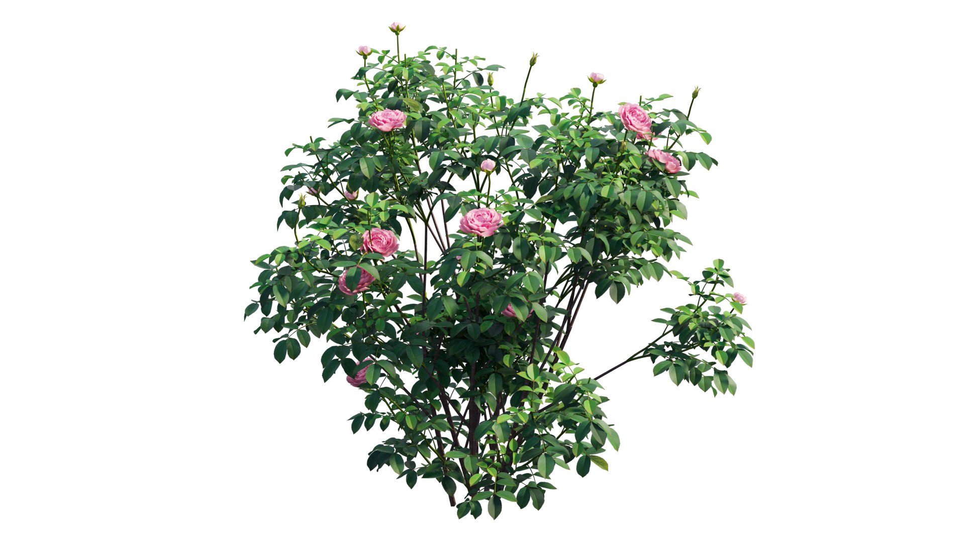 3D Rose Plant Set 52 - TurboSquid 1728178