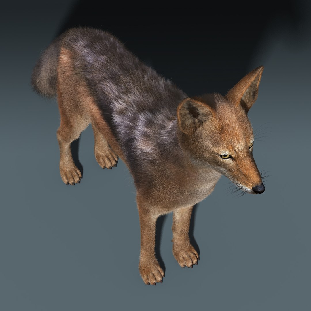 Jackal Fur 3d Max