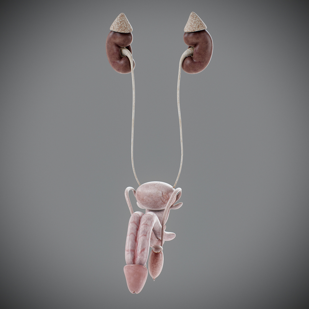 Max Human Male Body Urinary