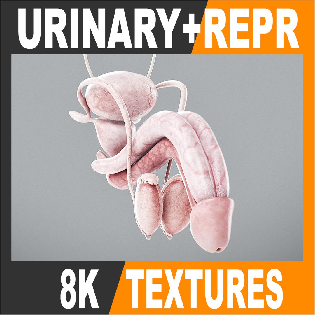 Max Human Male Body Urinary