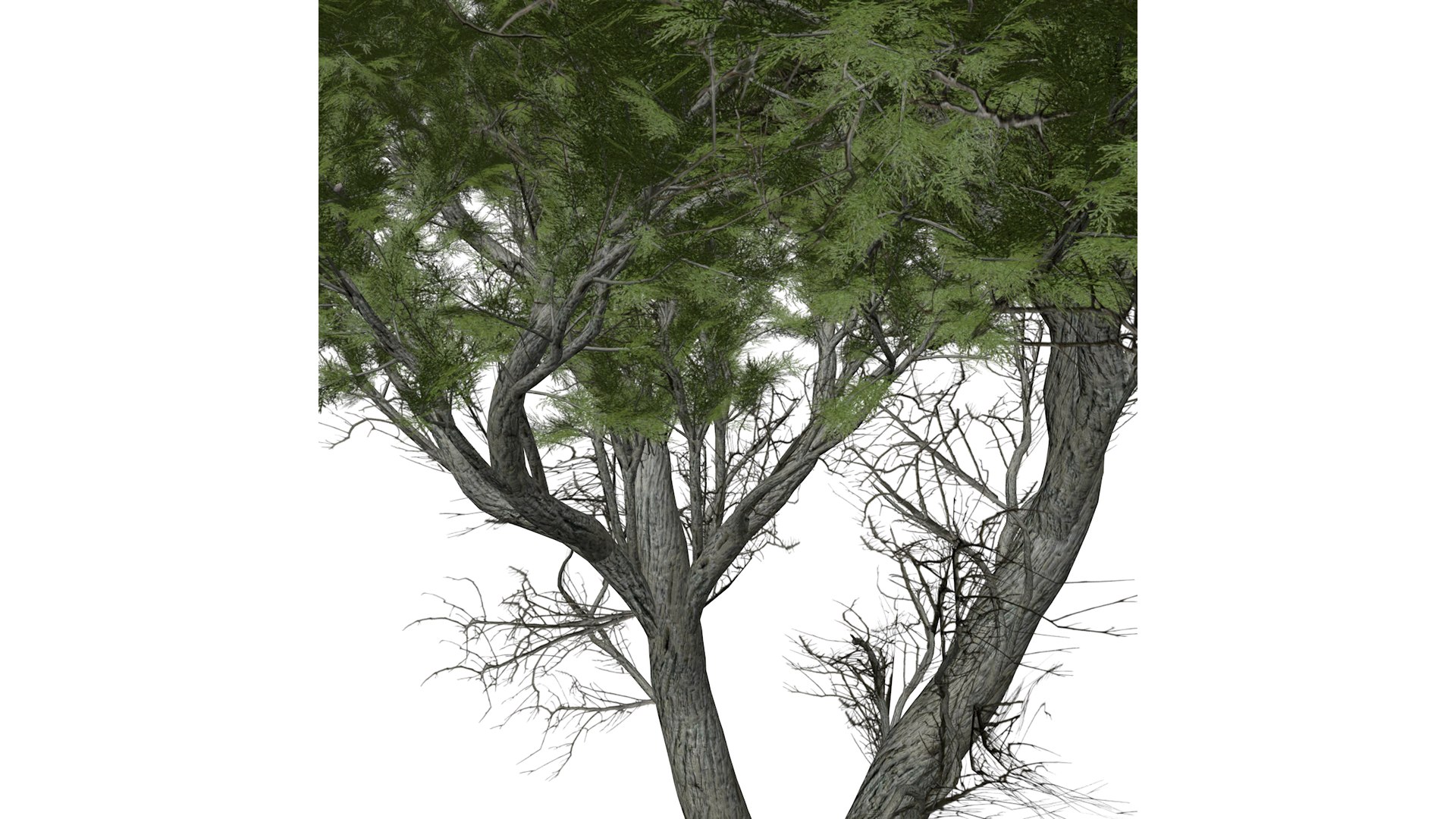 Monterey Cypress Tree - 07 - 3D - TurboSquid 2373738