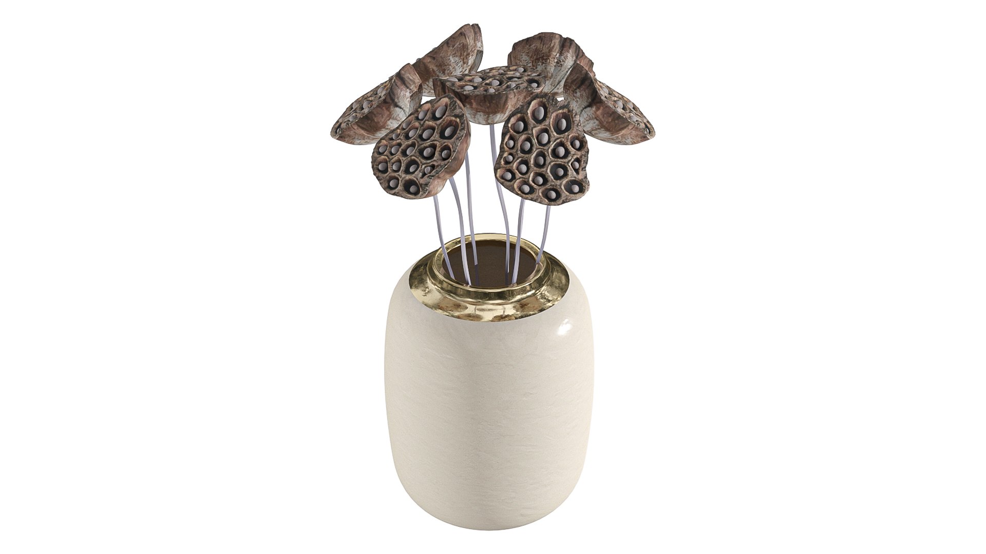 Dried Lotus 3D Model - TurboSquid 2200290