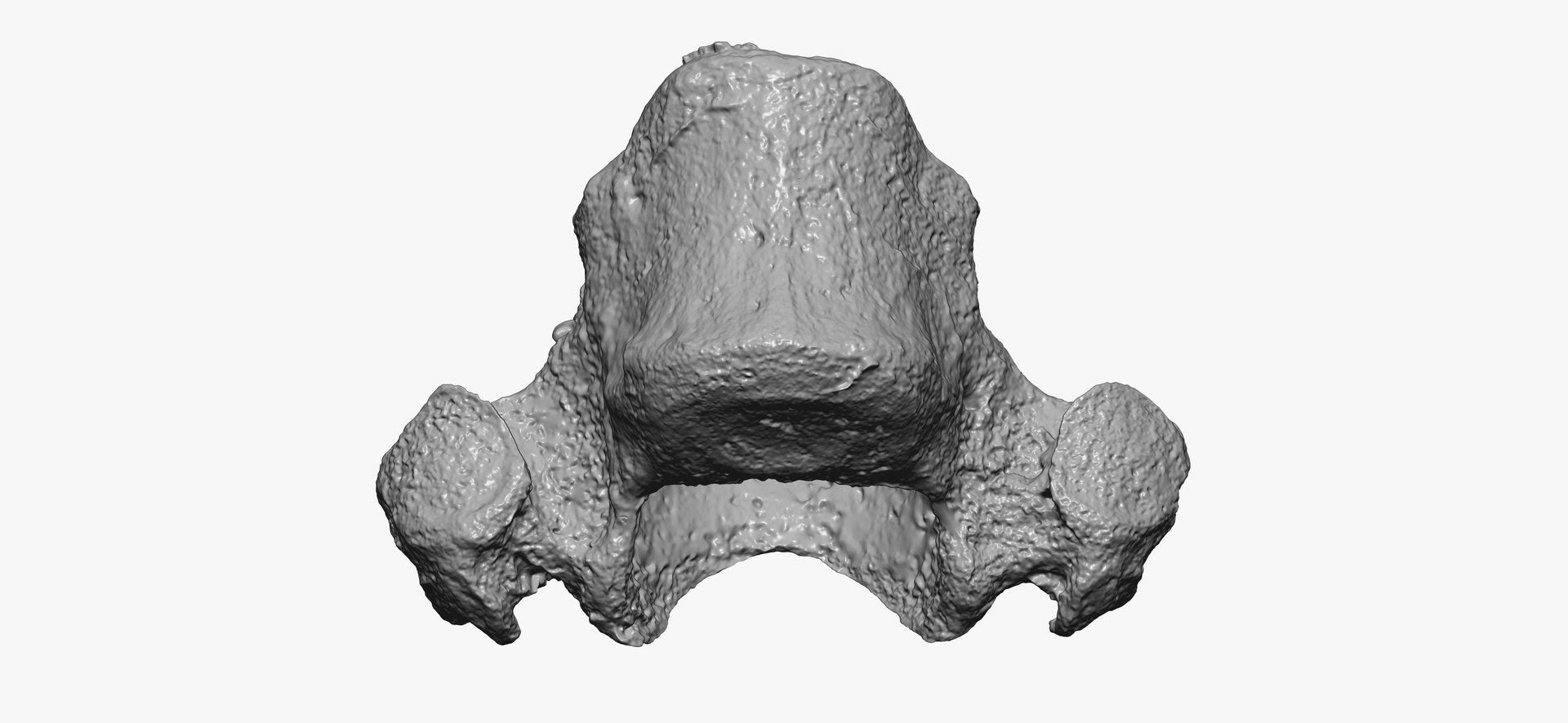 Domestic Cat Thoracic Vertebrae TH4 RAW Scan Model - TurboSquid 2143285