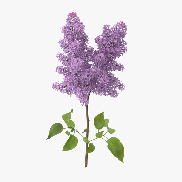 3D Lilac Models | TurboSquid