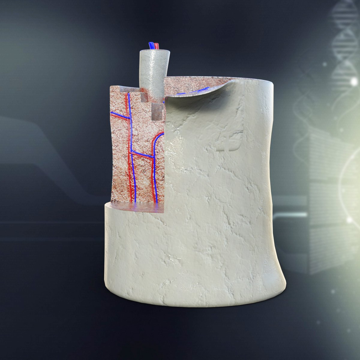 max human bone anatomy organs