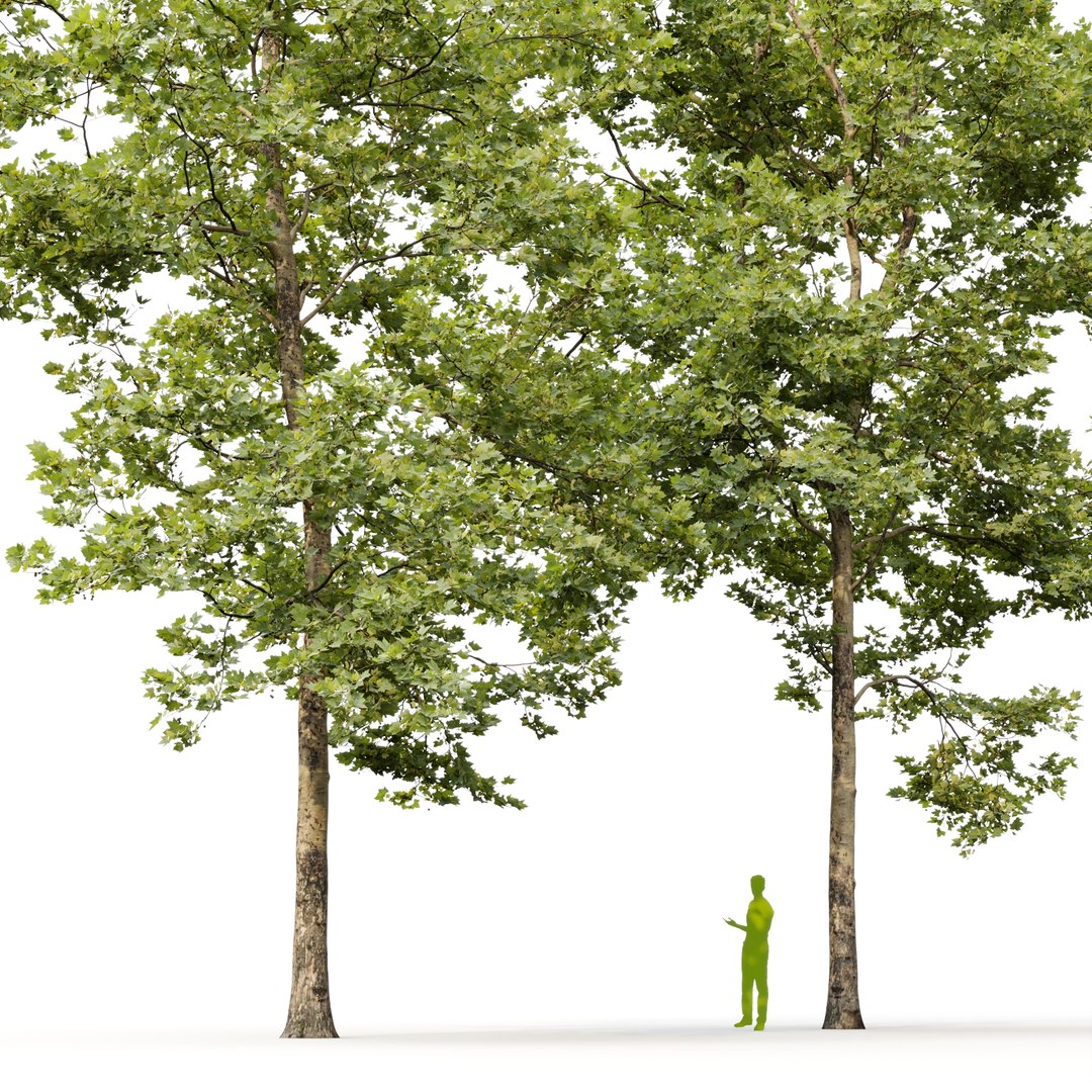 Plane-tree Sycamore Platanus V12 3D model - TurboSquid 1891960