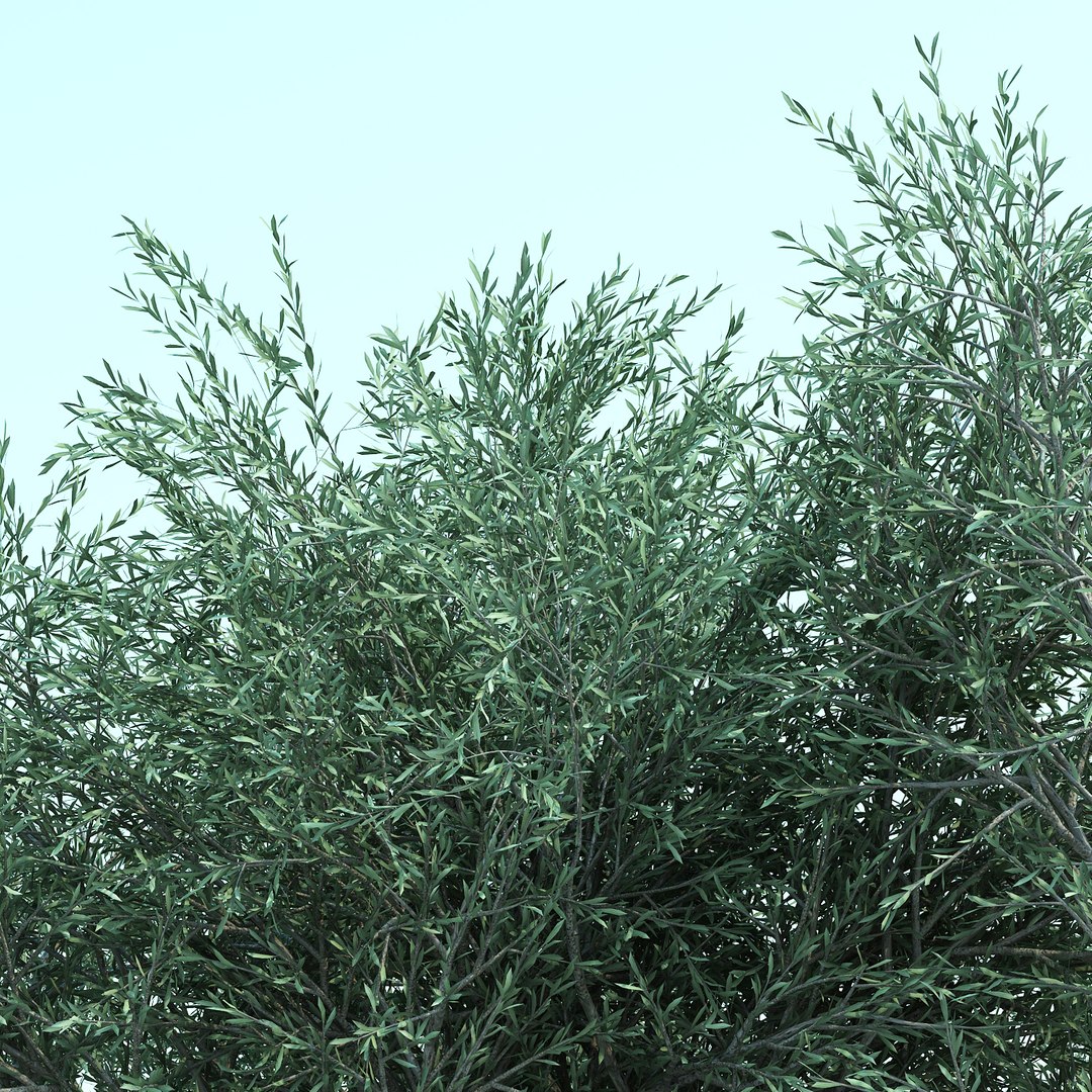 Trunk 4 tree 3D model - TurboSquid 1167745