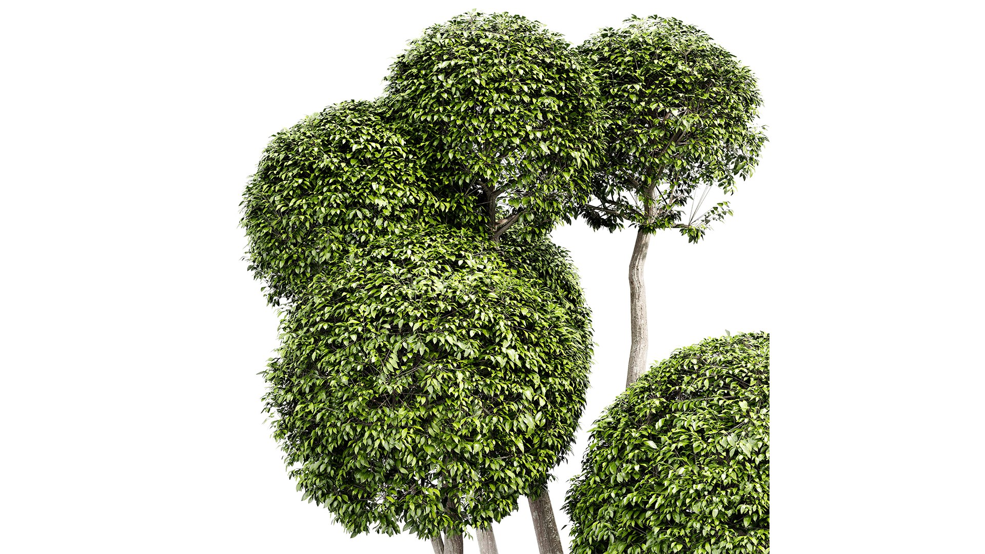 3D Fancy Shaped Decorative Tree-vray Max Model - TurboSquid 2245059