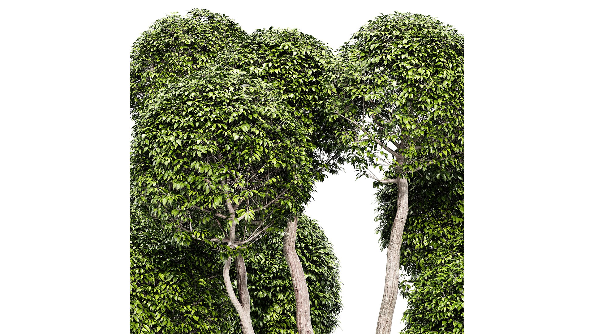 3D Fancy Shaped Decorative Tree-vray Max Model - TurboSquid 2245059