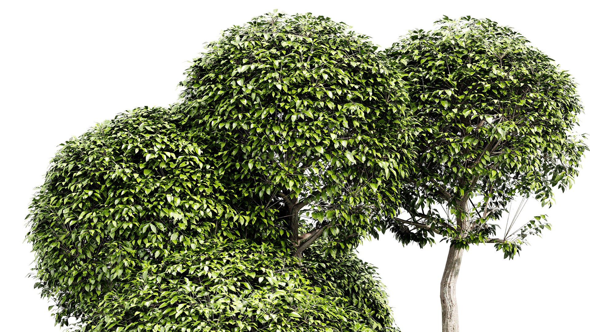 3D Fancy Shaped Decorative Tree-vray Max Model - TurboSquid 2245059