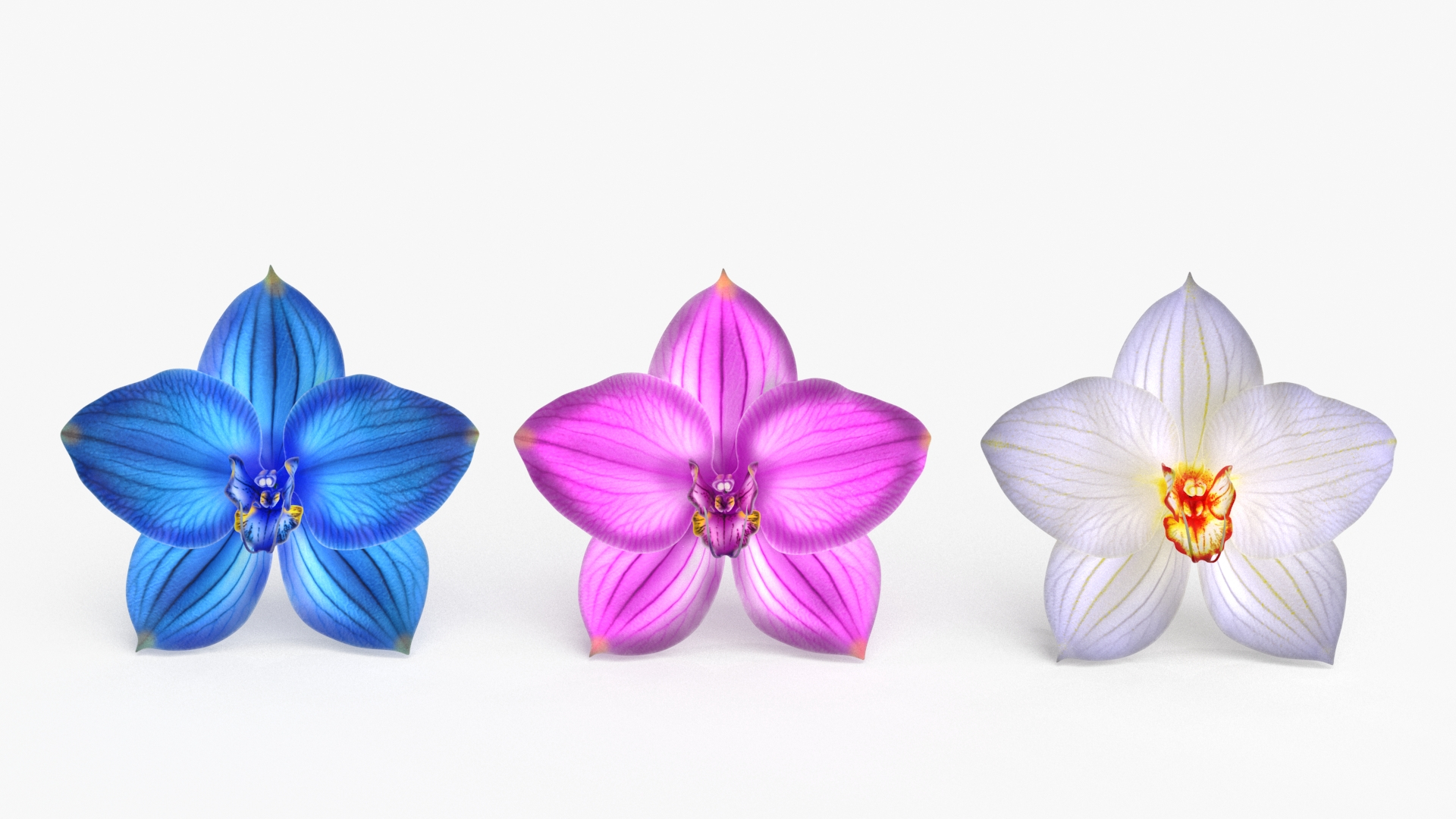 3D Orchid Flower 3 Colors - TurboSquid 2147556