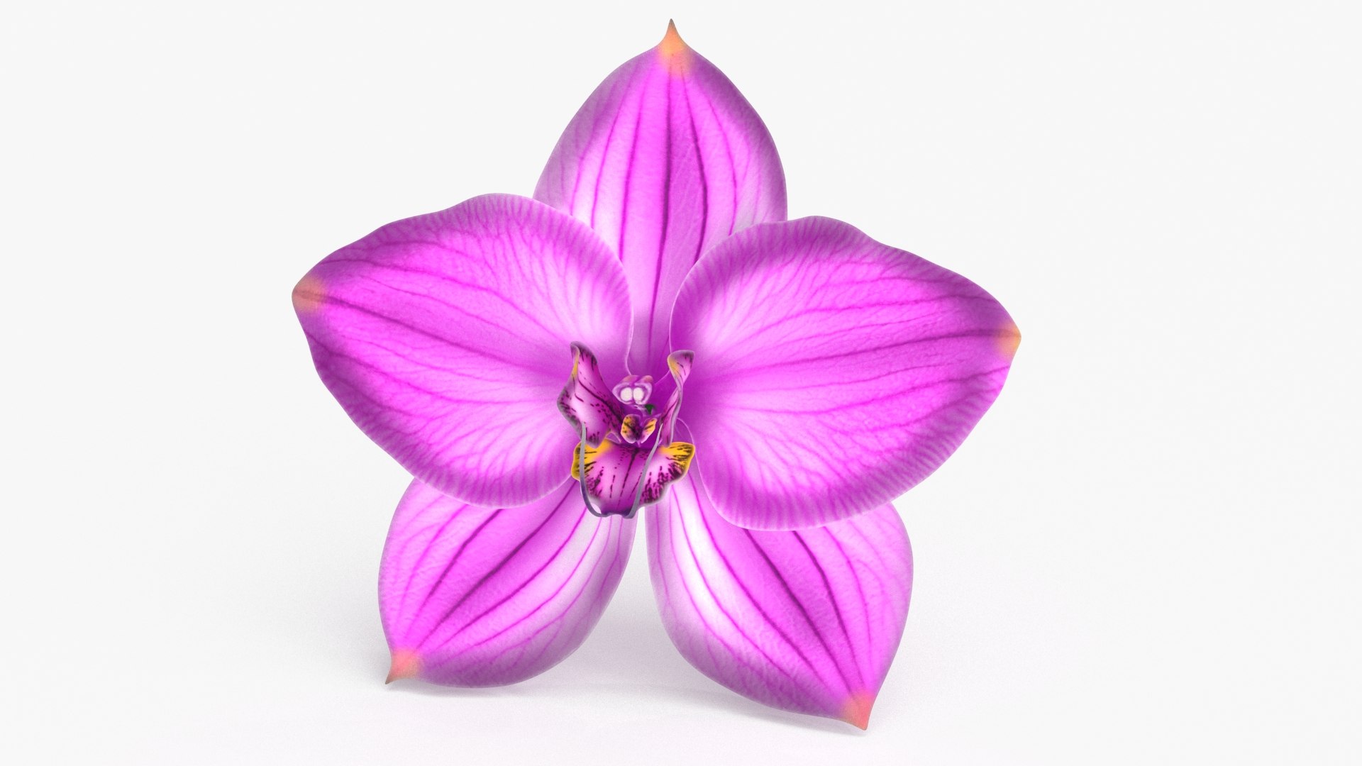 3D Orchid Flower 3 Colors - TurboSquid 2147556